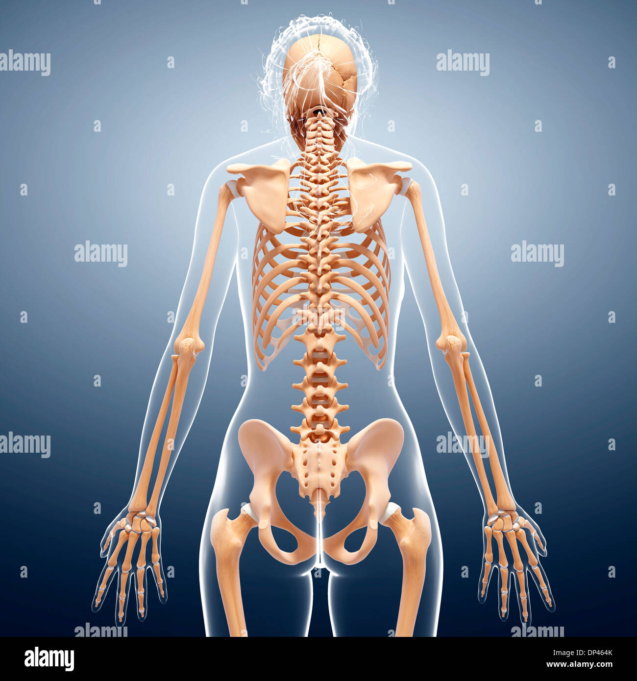 Female skeleton, artwork Stock Photo - Alamy
