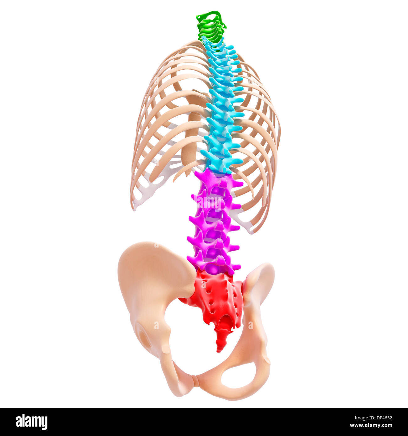 Human spine, artwork Stock Photo - Alamy