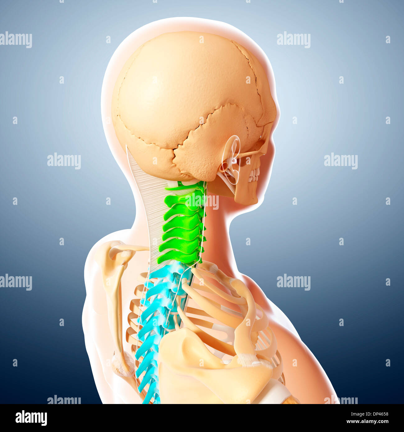 Rear three quarter view head skeleton hi-res stock photography and ...