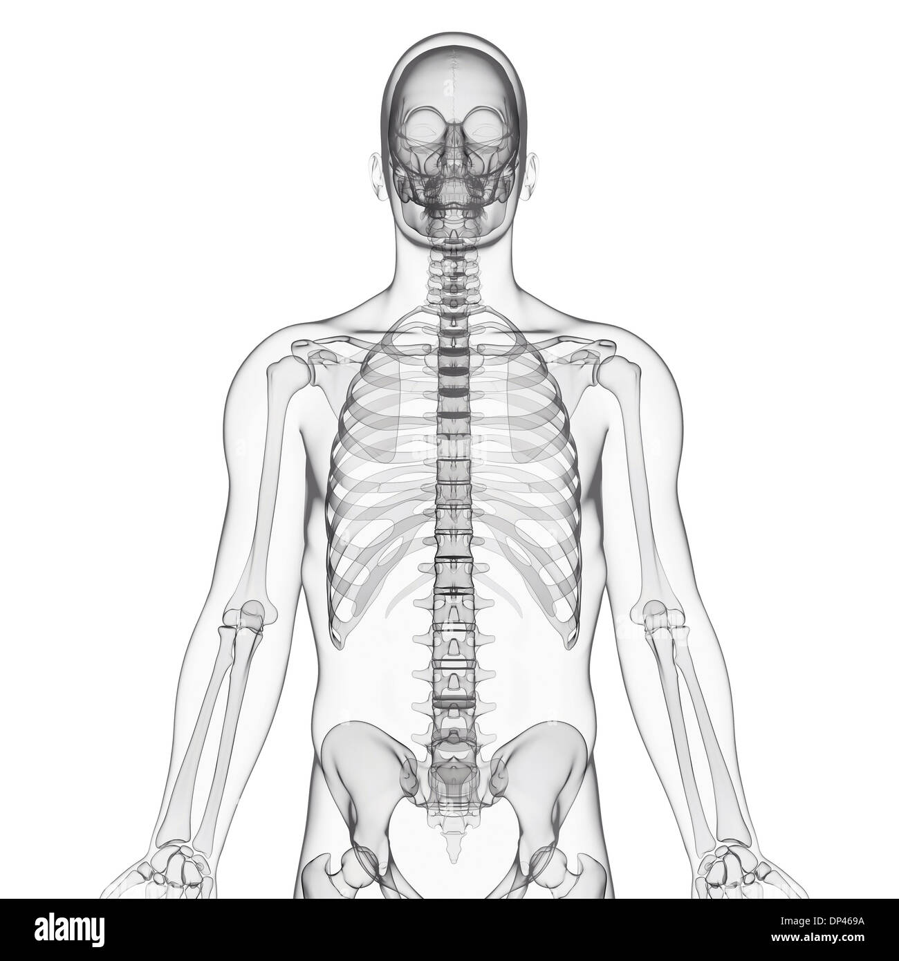 Human skeleton, artwork Stock Photo - Alamy
