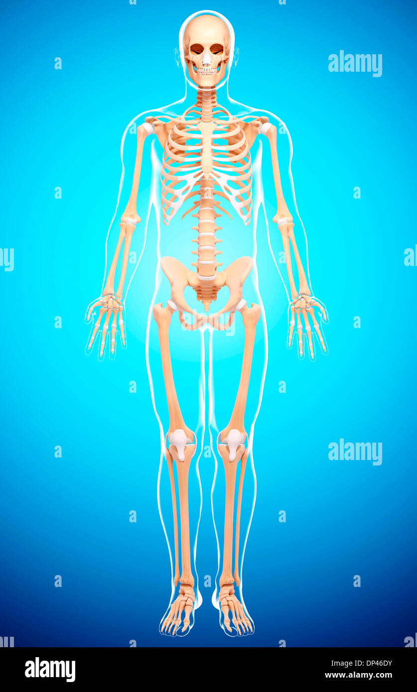 Human skeleton, artwork Stock Photo - Alamy