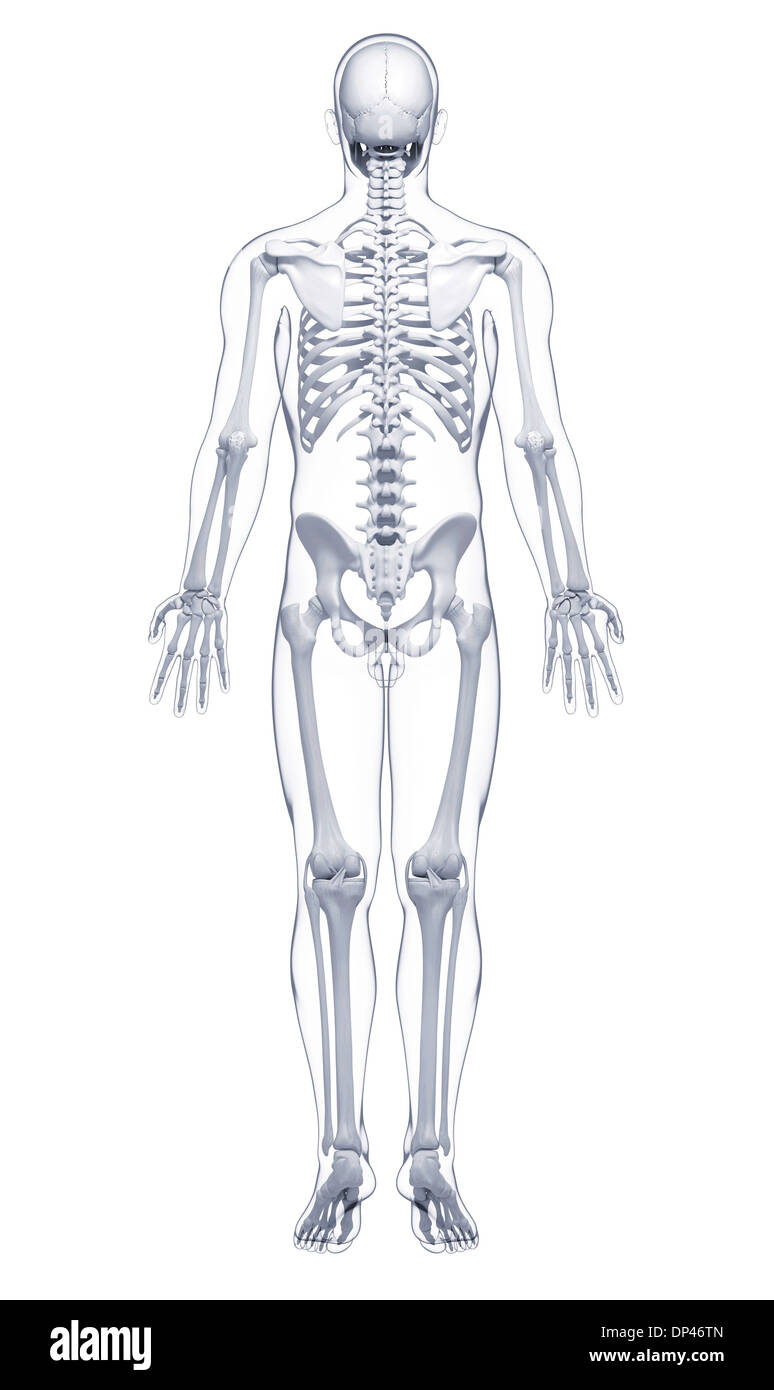 Human skeleton, artwork Stock Photo - Alamy