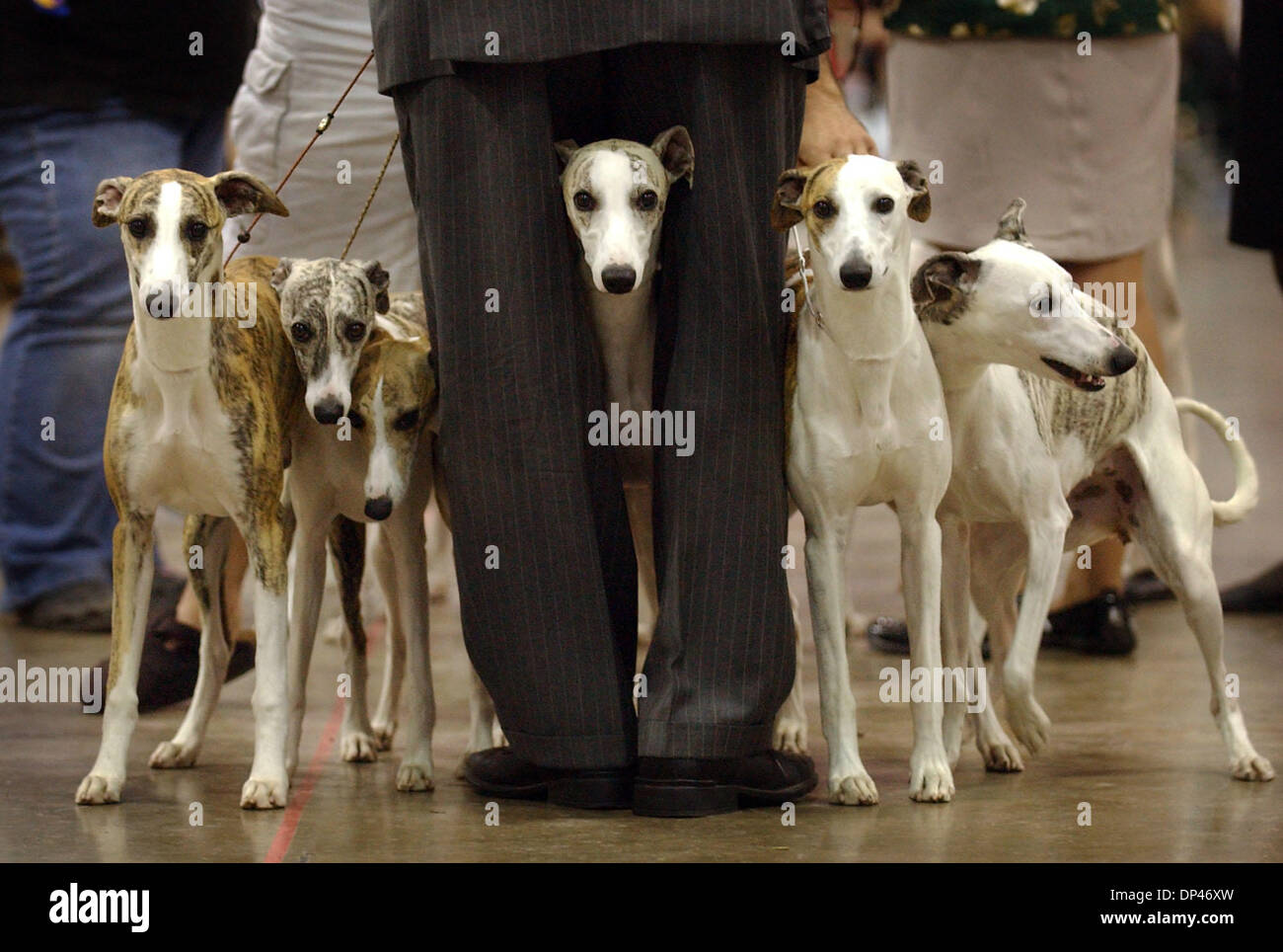Whippet river hi-res stock photography and images - Alamy