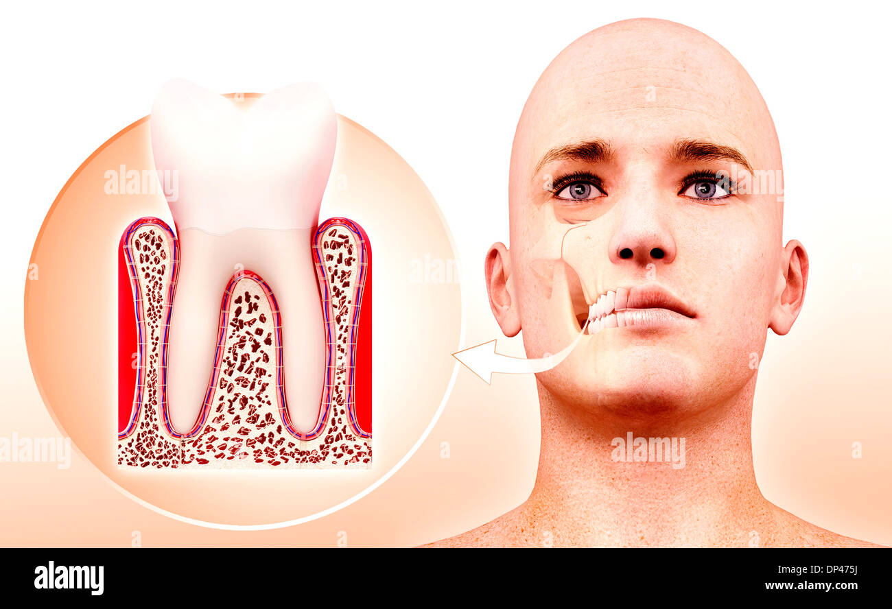 Adult molar hi-res stock photography and images - Alamy