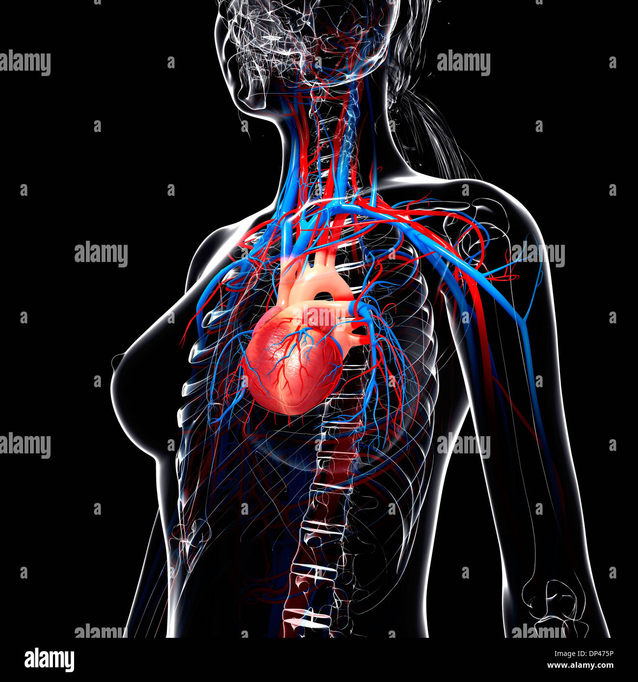 Female cardiovascular system, artwork Stock Photo - Alamy