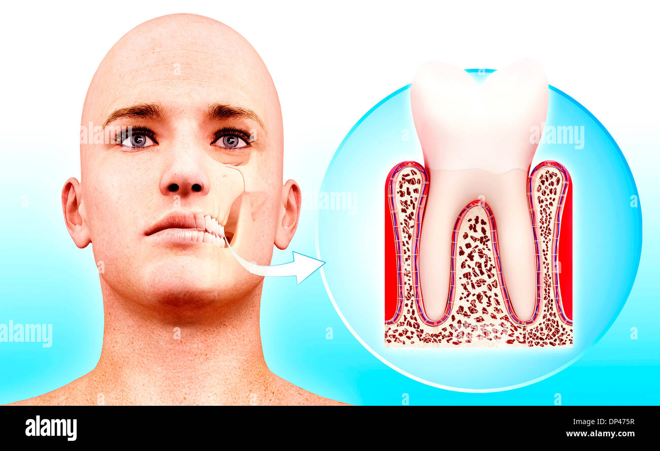 Adult molar hi-res stock photography and images - Alamy