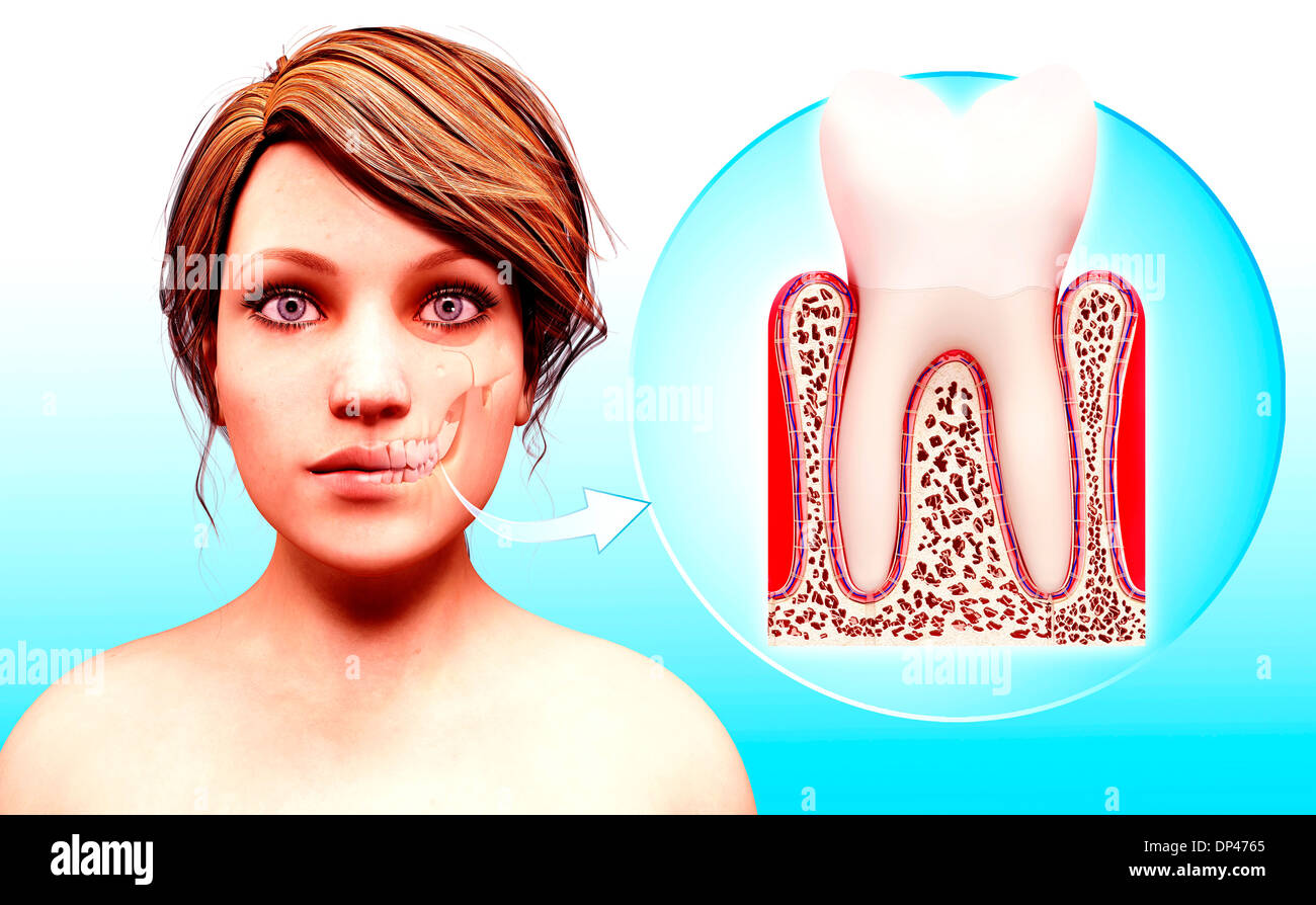 Adult molar hi-res stock photography and images - Alamy