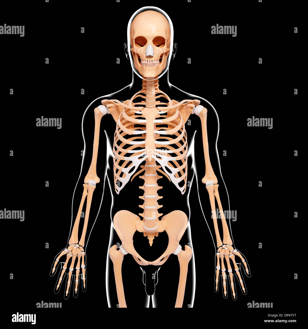 Man human skull three quarter view hi-res stock photography and images ...