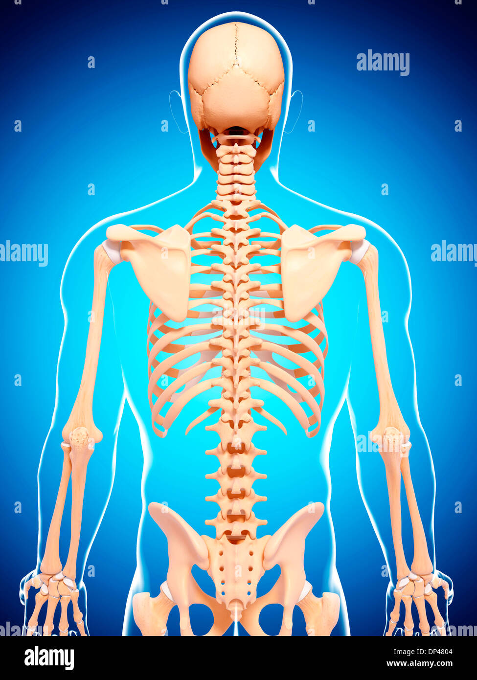 Human skeleton, artwork Stock Photo - Alamy