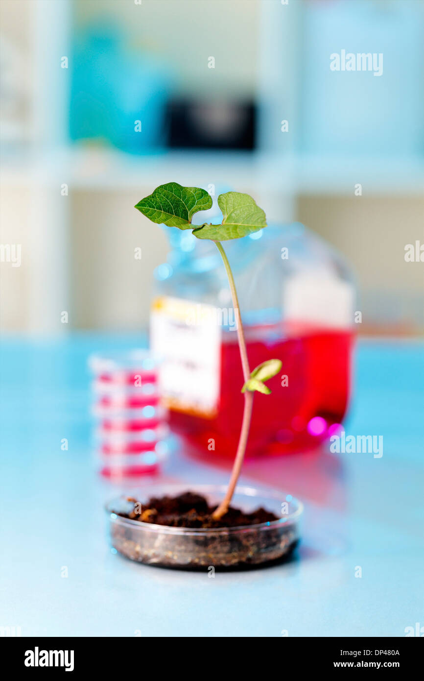 Genetic modification hi-res stock photography and images - Alamy