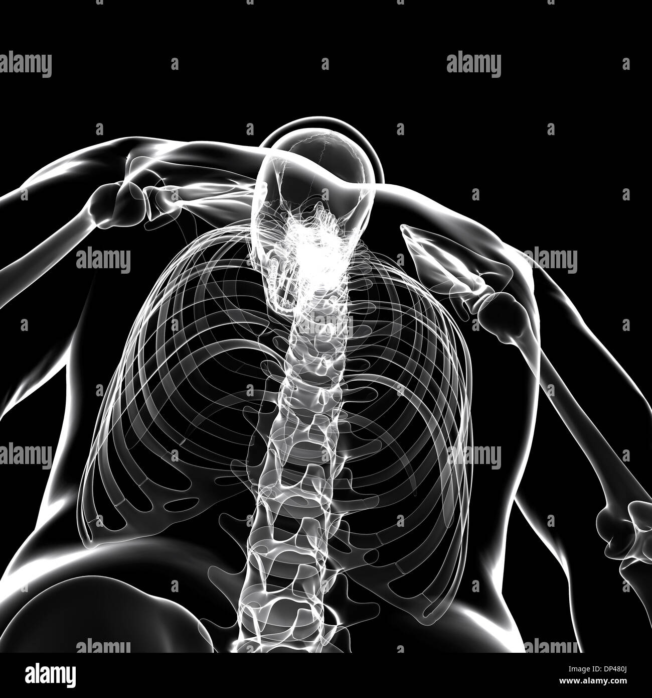 Human skeleton, artwork Stock Photo - Alamy