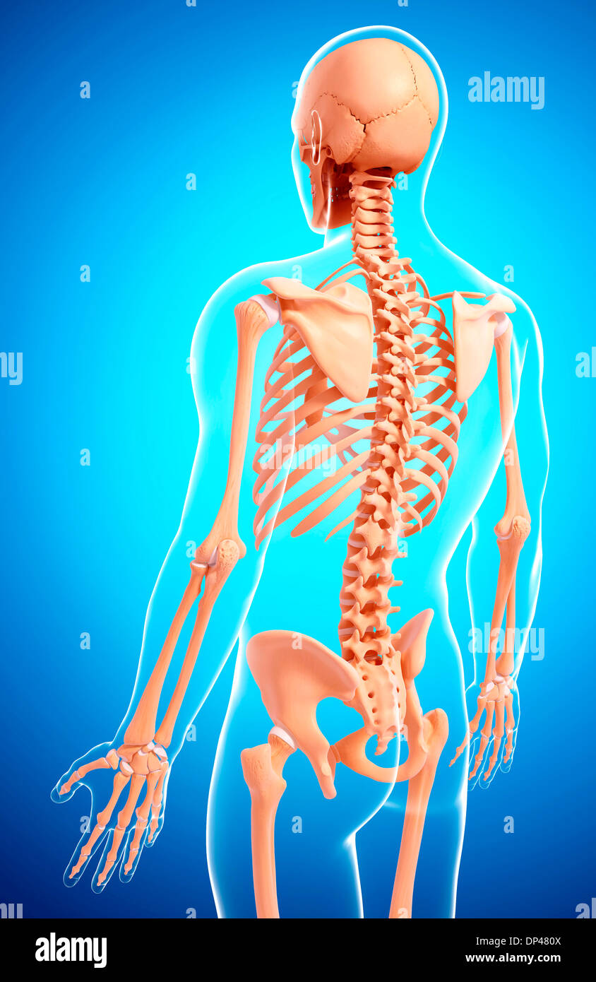 Human skeleton, artwork Stock Photo - Alamy