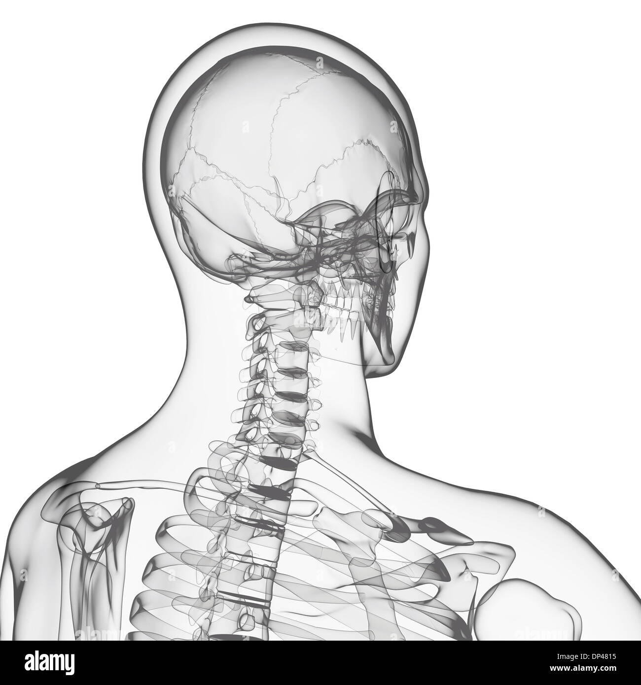 Human skull rear view Black and White Stock Photos & Images - Alamy