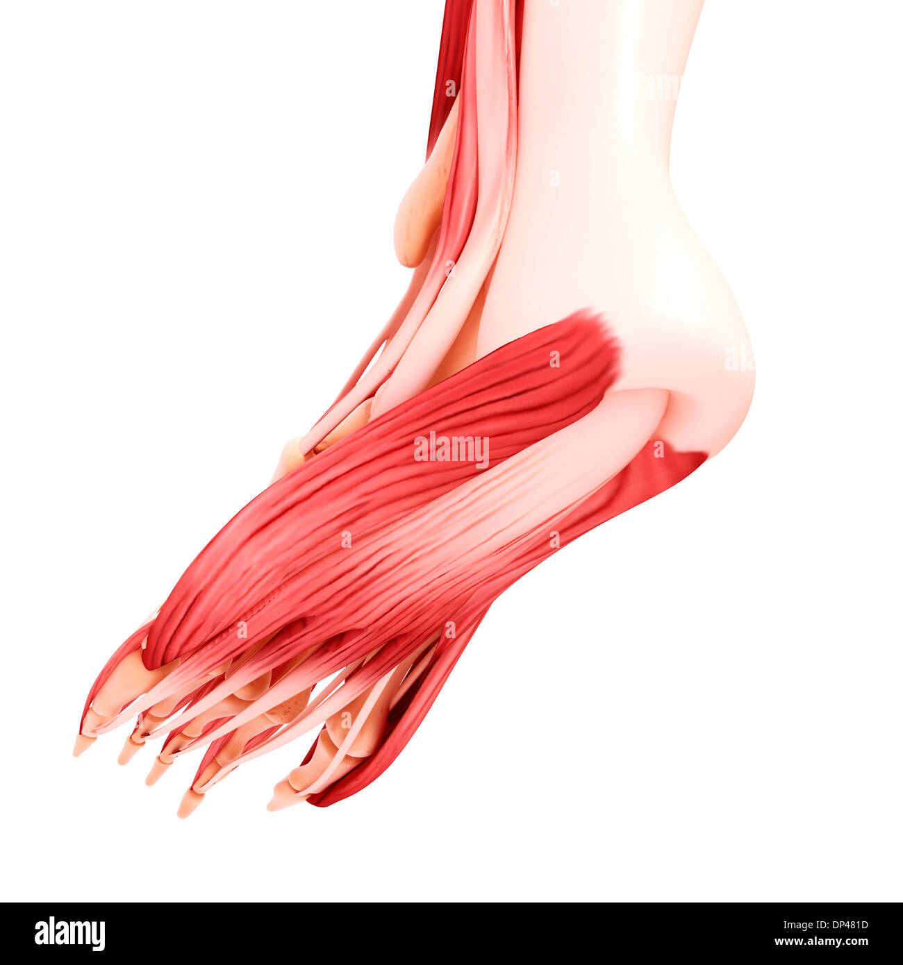 Human foot musculature, artwork Stock Photo - Alamy