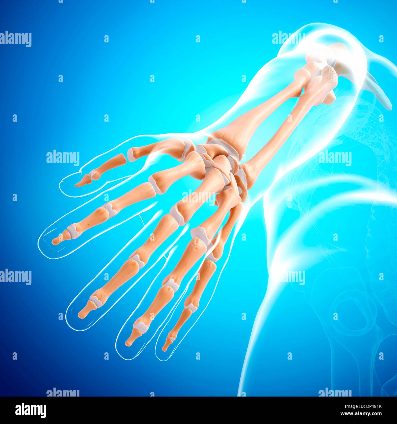 Human arm bones, artwork Stock Photo - Alamy