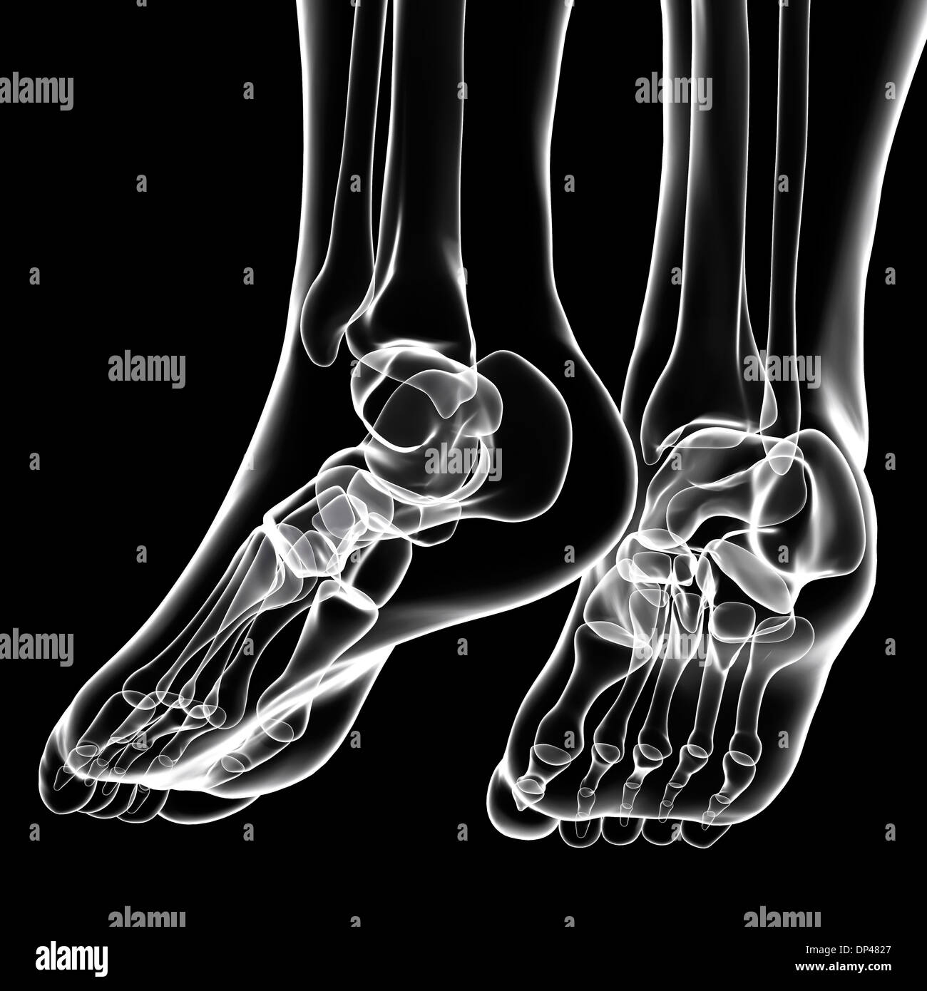 Human foot bones, artwork Stock Photo - Alamy