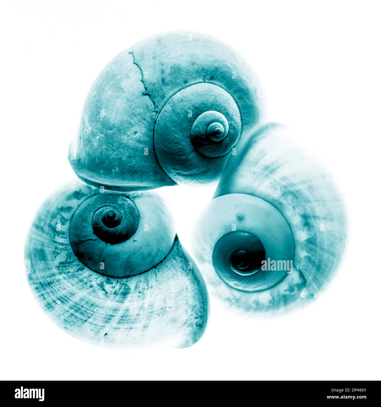 Close-up of Snail Shells, Studio Shot Stock Photo - Alamy