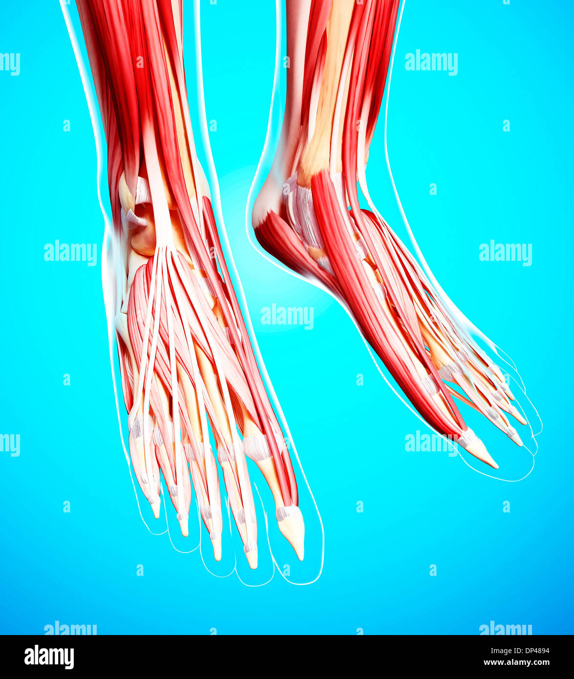 Flexor hallucis longus hi-res stock photography and images - Alamy