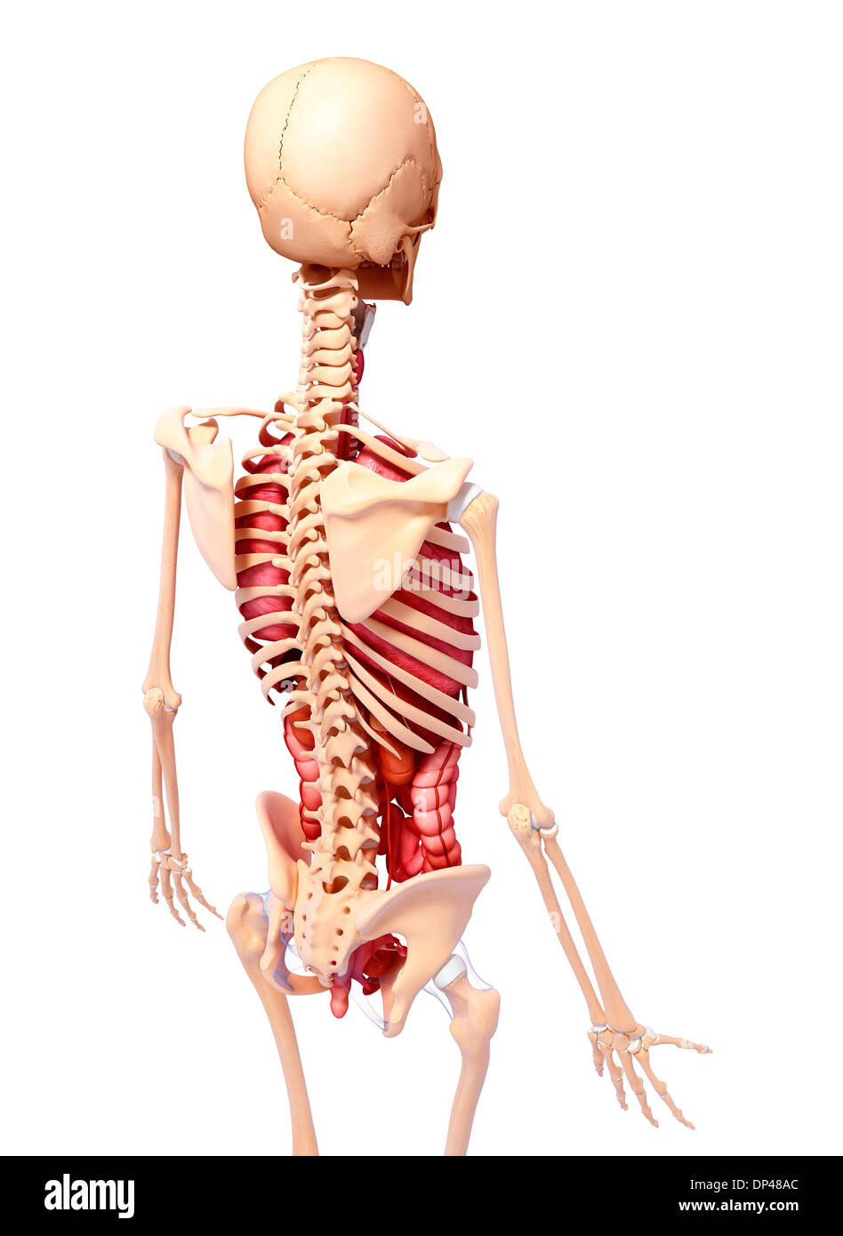 Anatomy human skull rear view Cut Out Stock Images & Pictures - Alamy