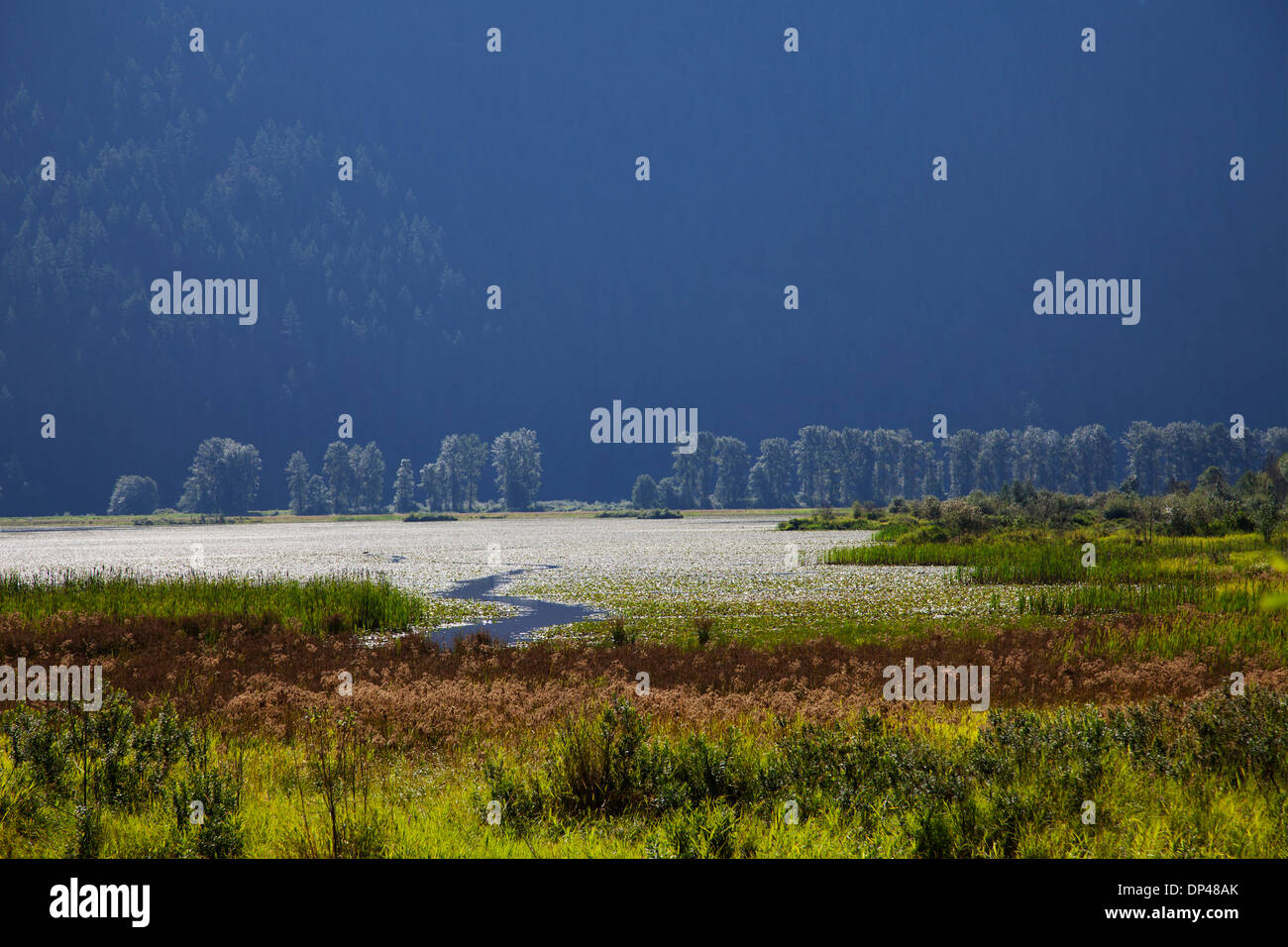 Pitt lake canada hi-res stock photography and images - Alamy