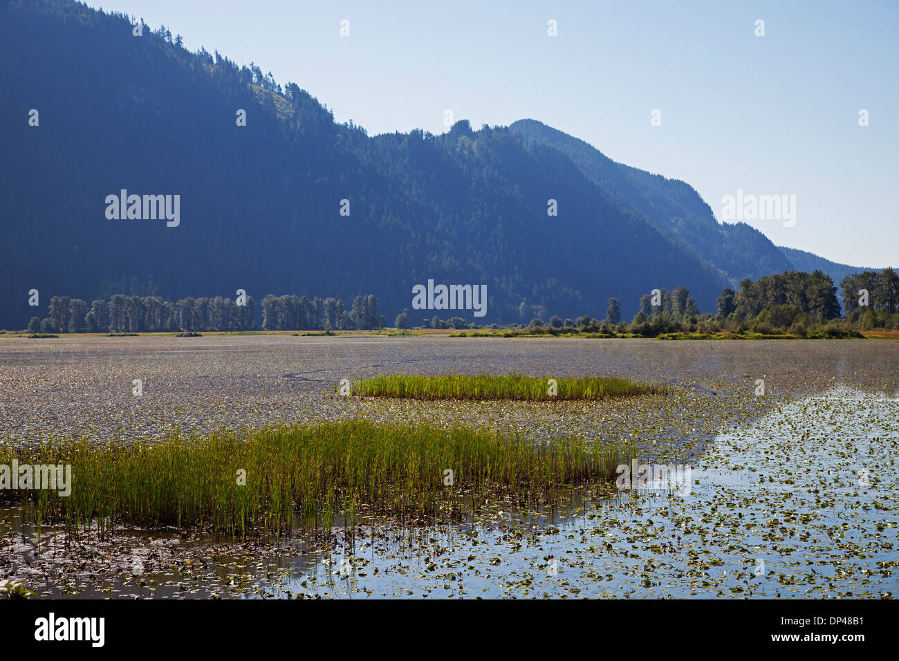 Pitt-Addington Marsh, Pitt Meadows, British Columbia, Canada Stock ...