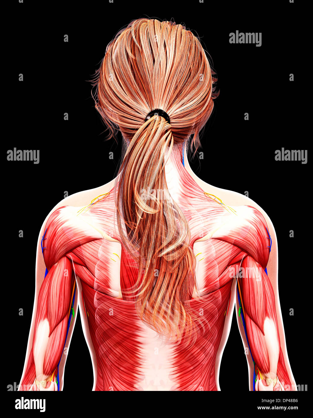 Female musculature, artwork Stock Photo - Alamy