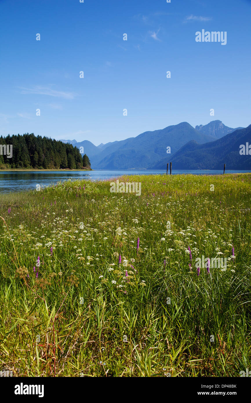 Scenic Landscape, Pitt Lake, Pitt Meadows, British Columbia, Canada ...