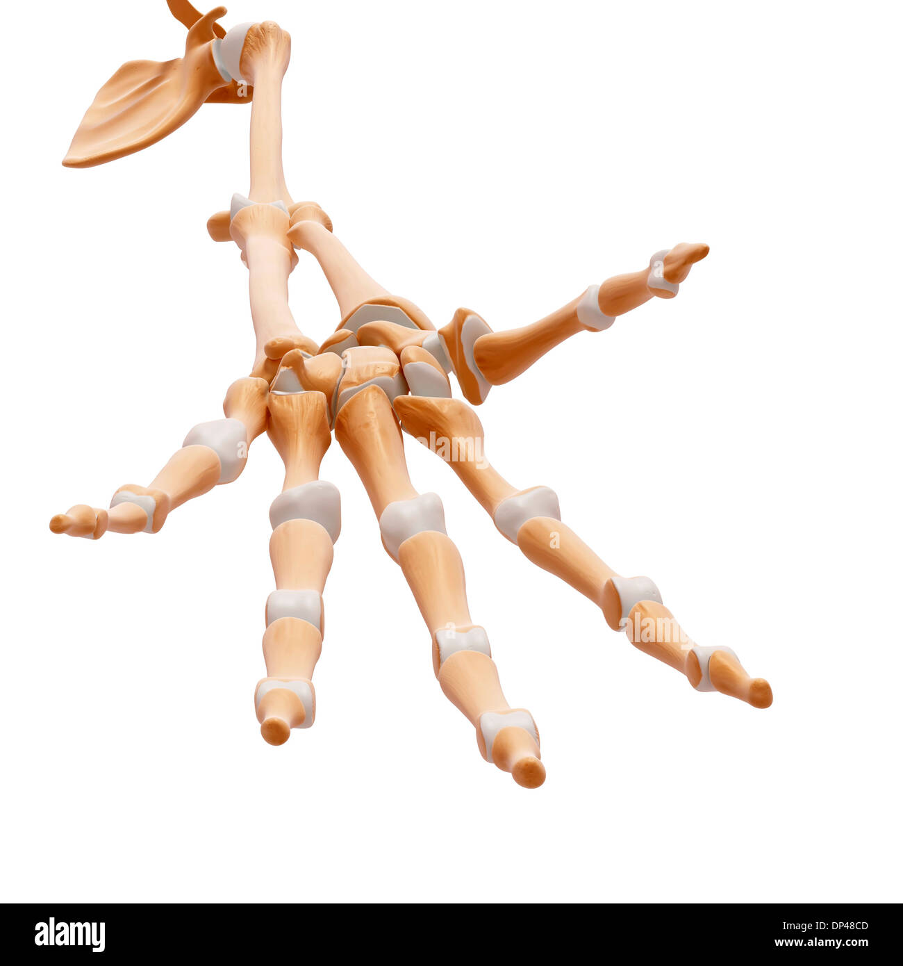 Human arm bones, artwork Stock Photo - Alamy