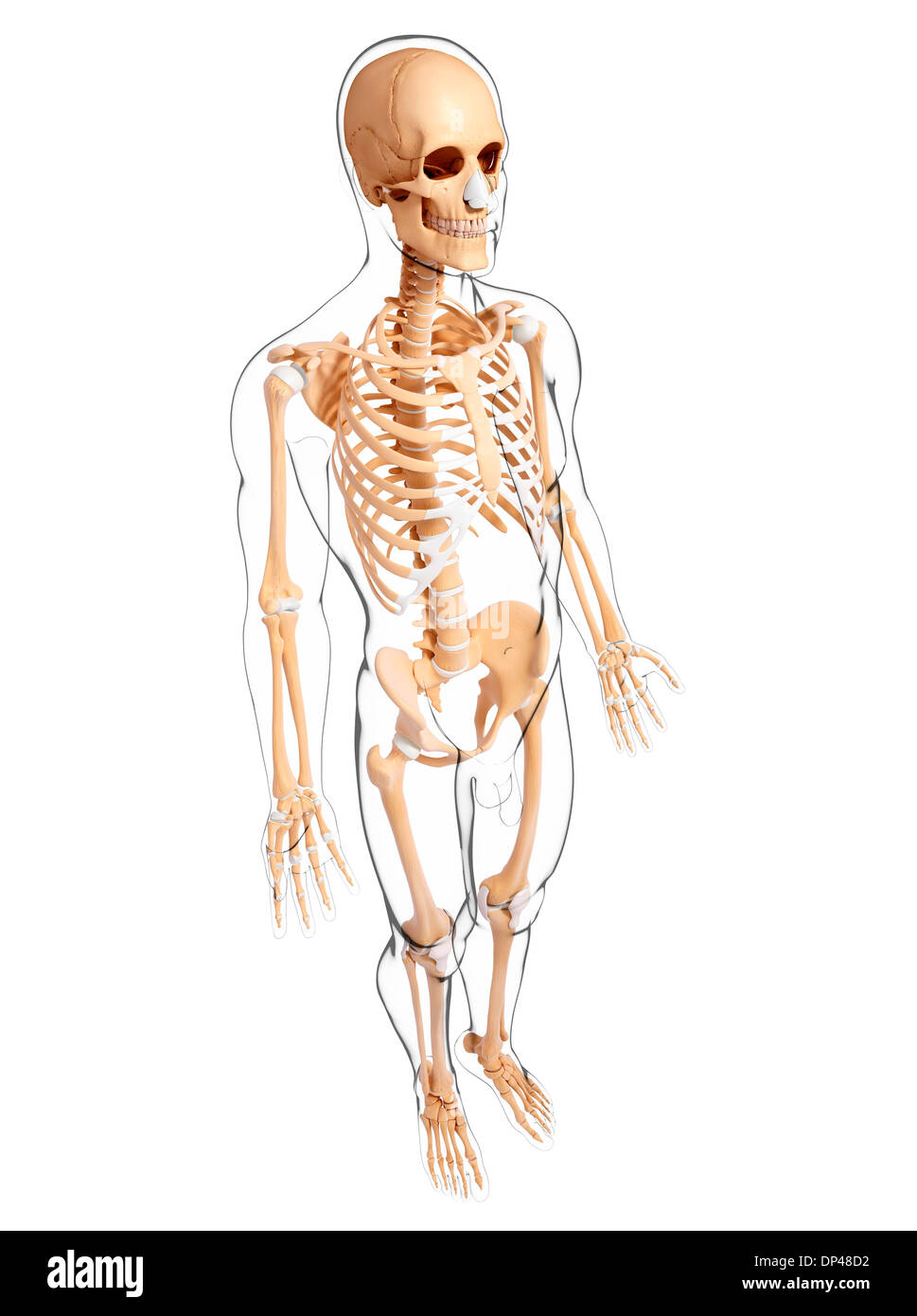 Male skeleton, artwork Stock Photo - Alamy