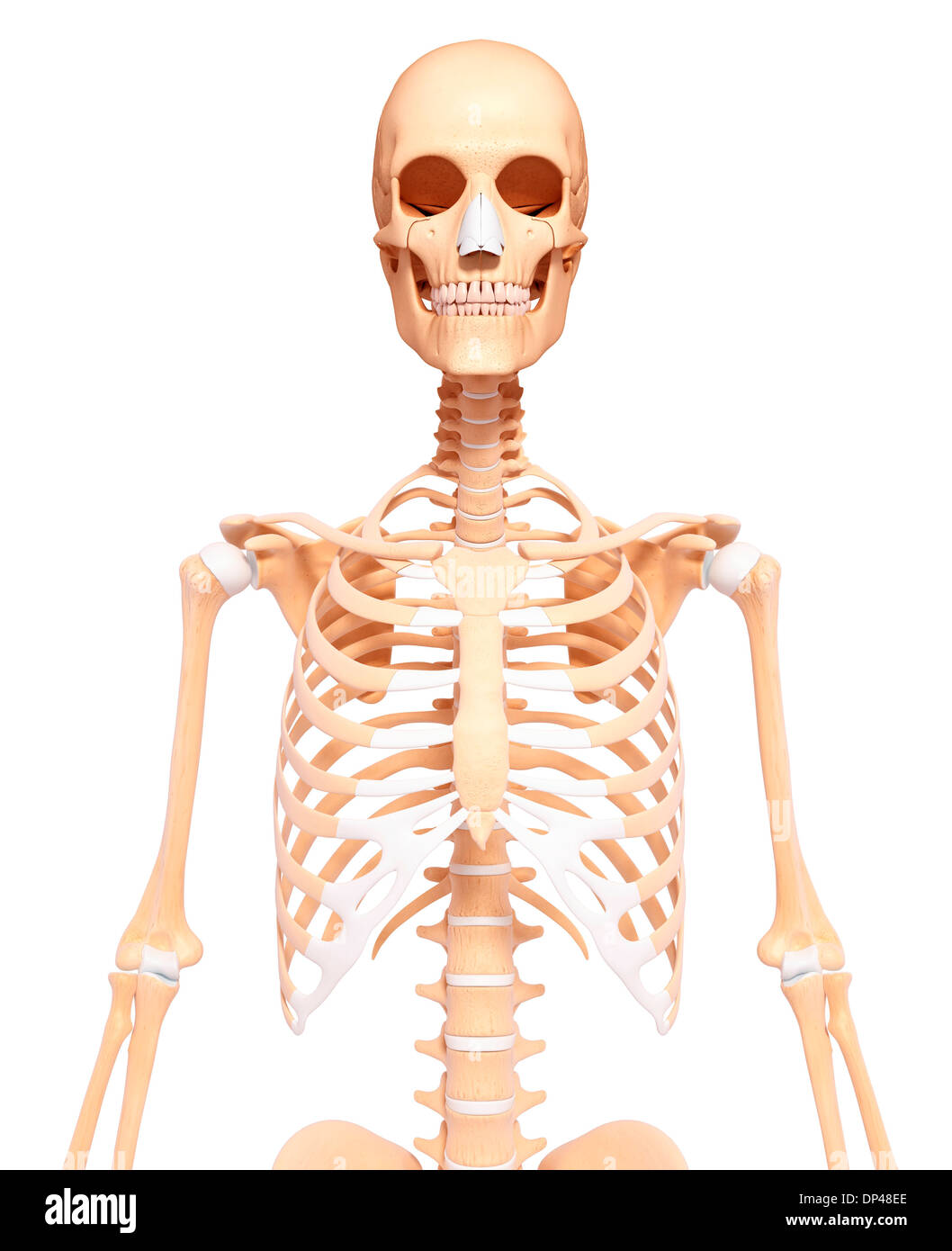 Human skeleton, artwork Stock Photo - Alamy