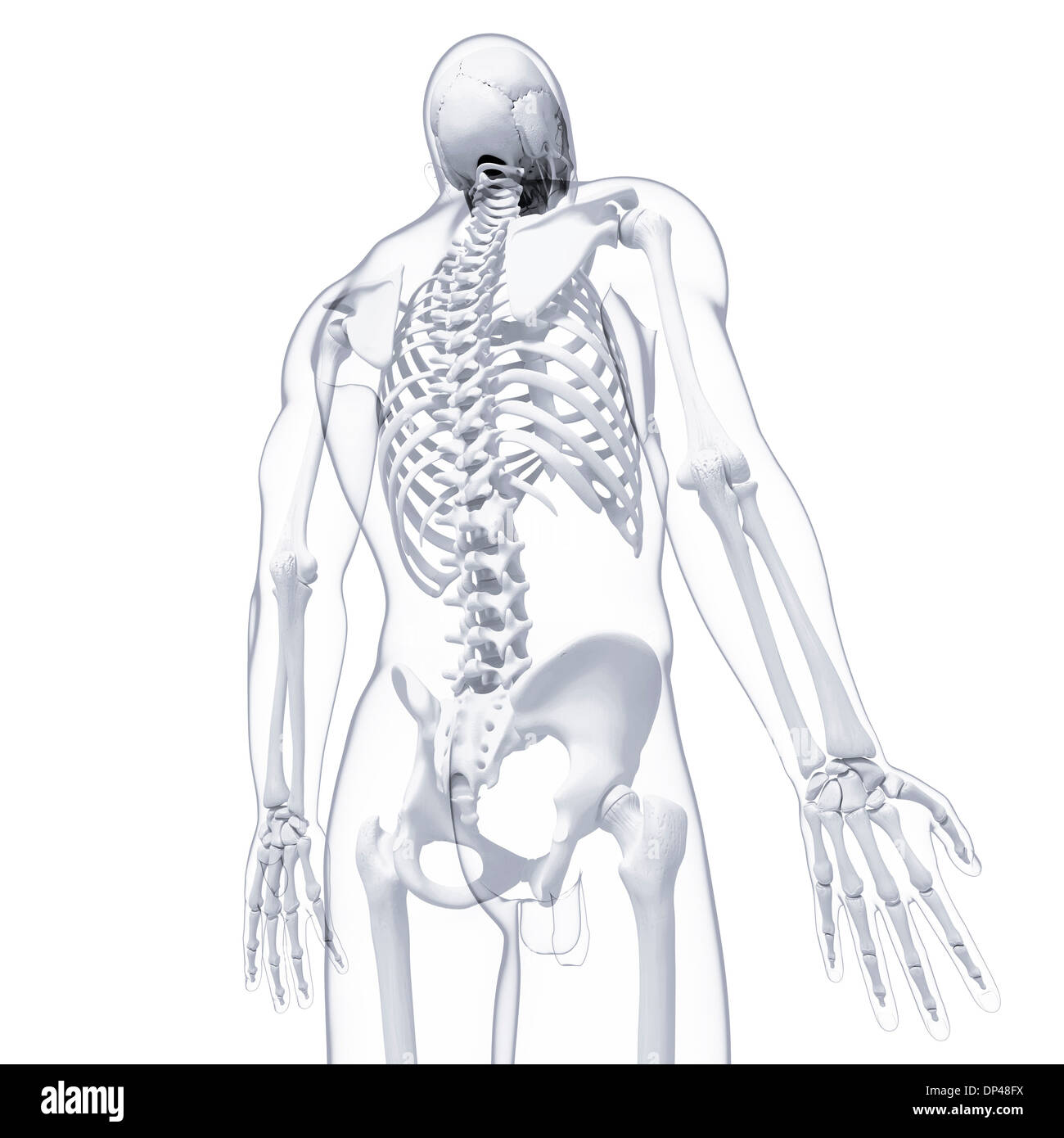 Human skeleton, artwork Stock Photo - Alamy