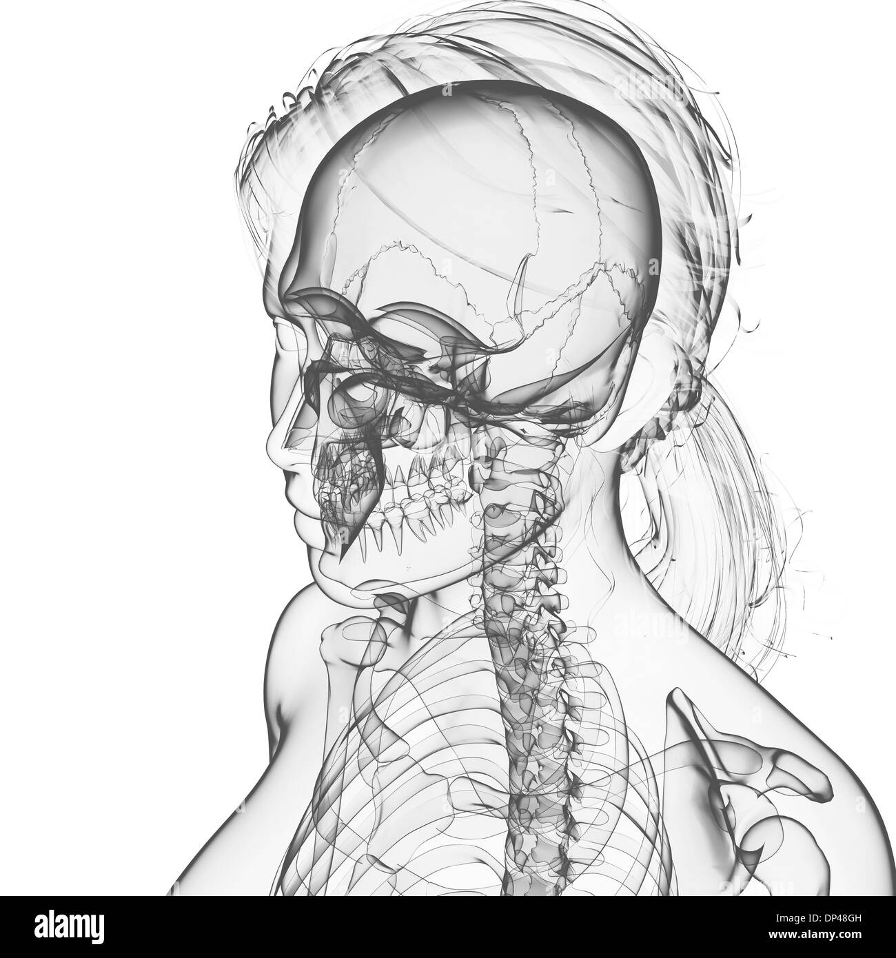Female skeleton, artwork Stock Photo - Alamy