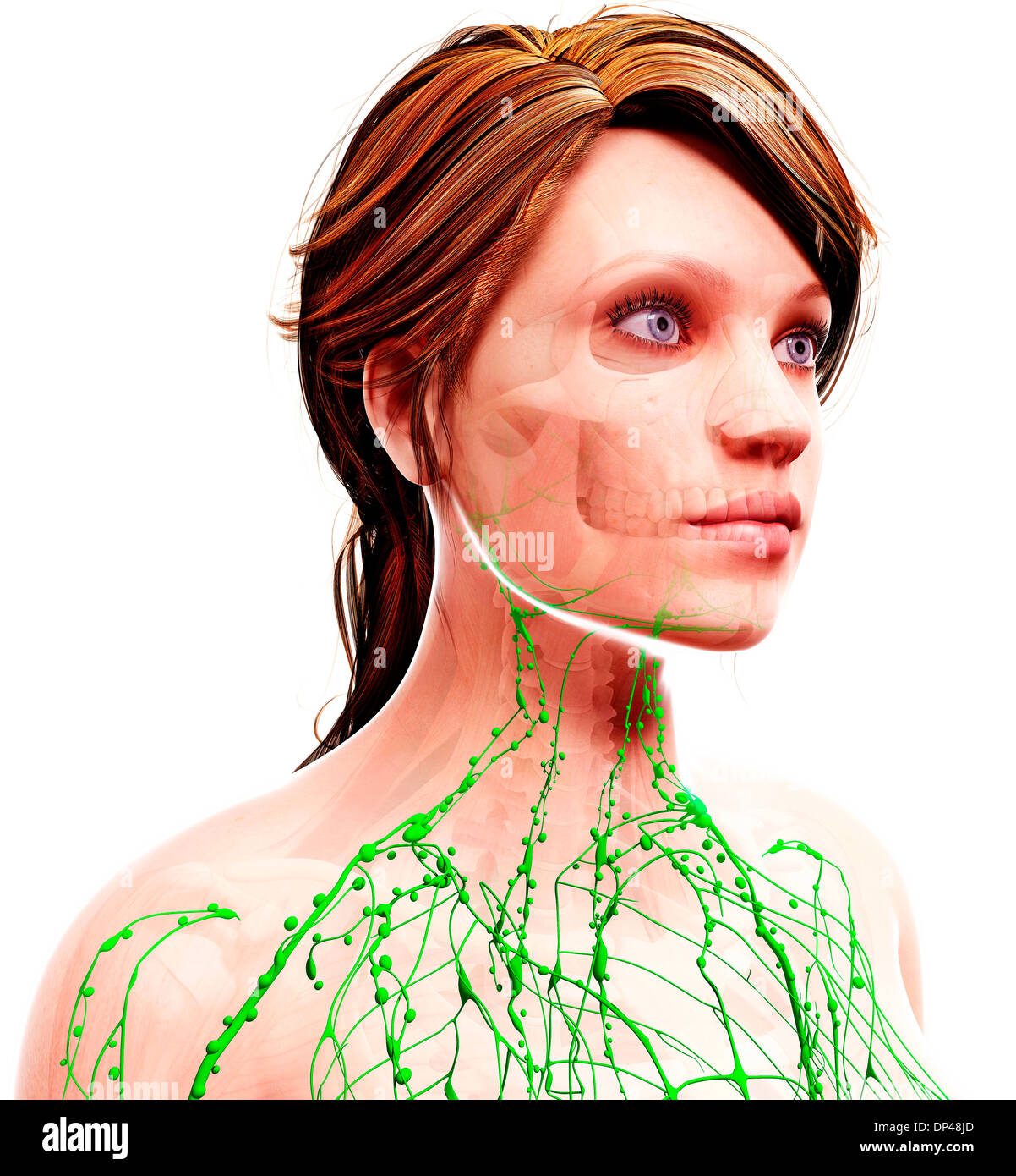 Female lymphatic system, artwork Stock Photo - Alamy