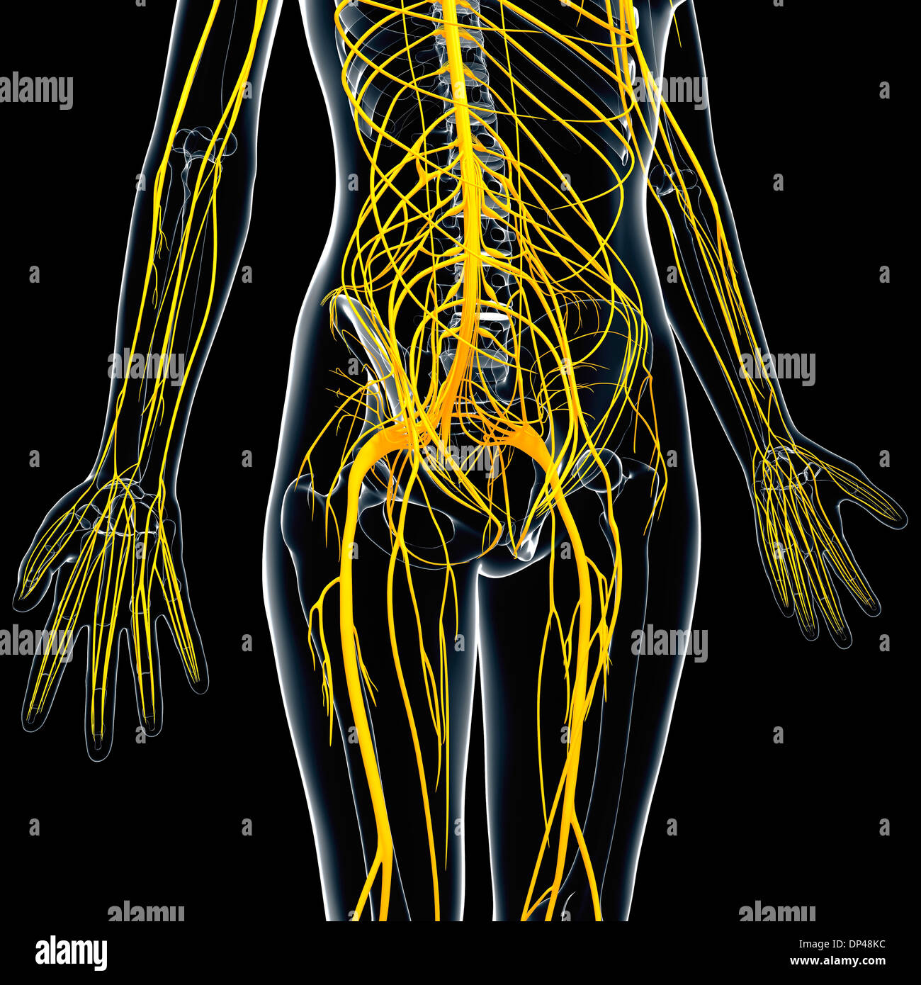 Human nervous system, artwork Stock Photo - Alamy
