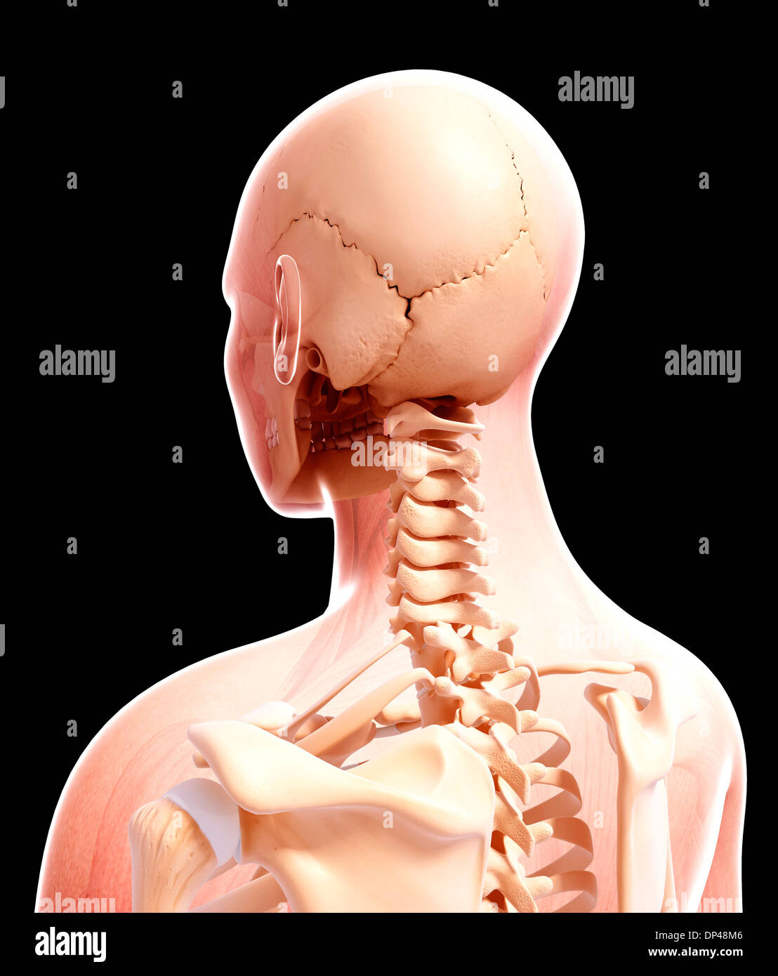 Rear three quarter view head skeleton hi-res stock photography and ...
