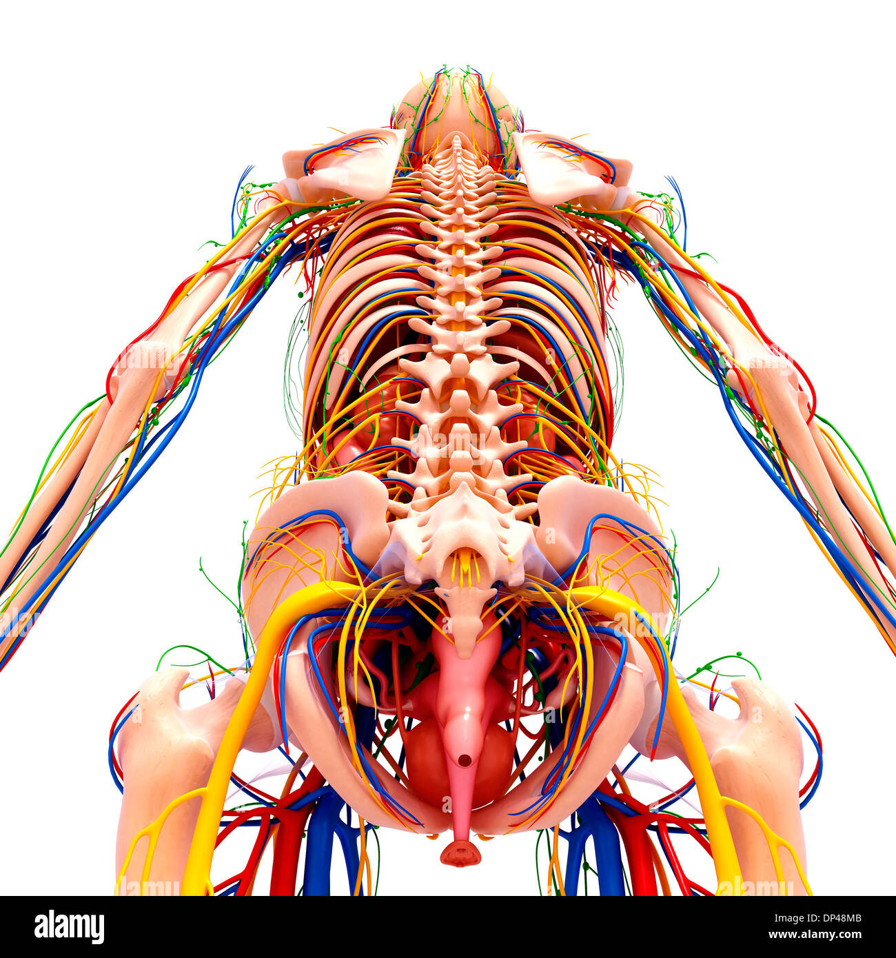 Female anatomy, artwork Stock Photo - Alamy