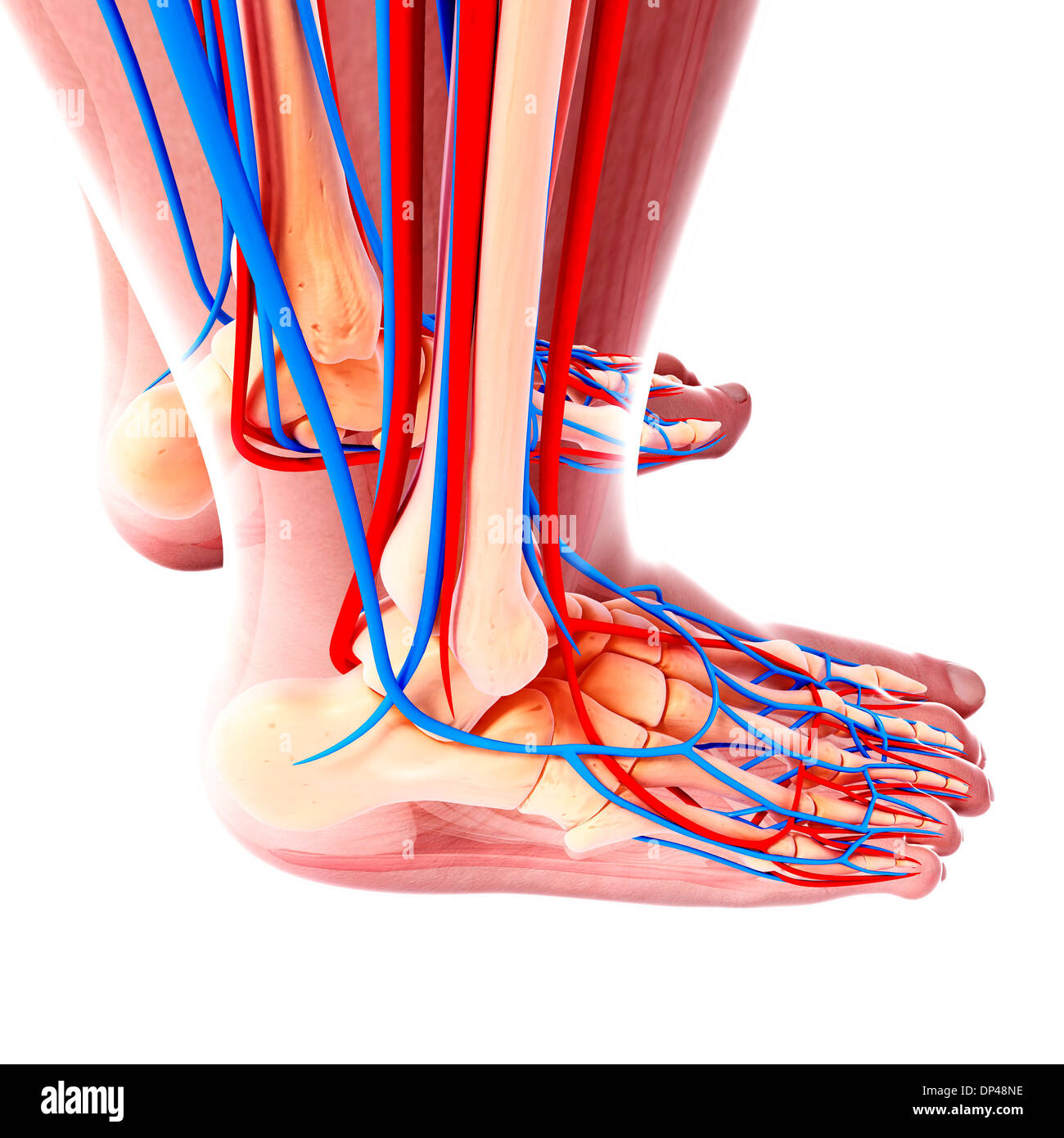 Human foot cardiovascular system, artwork Stock Photo - Alamy