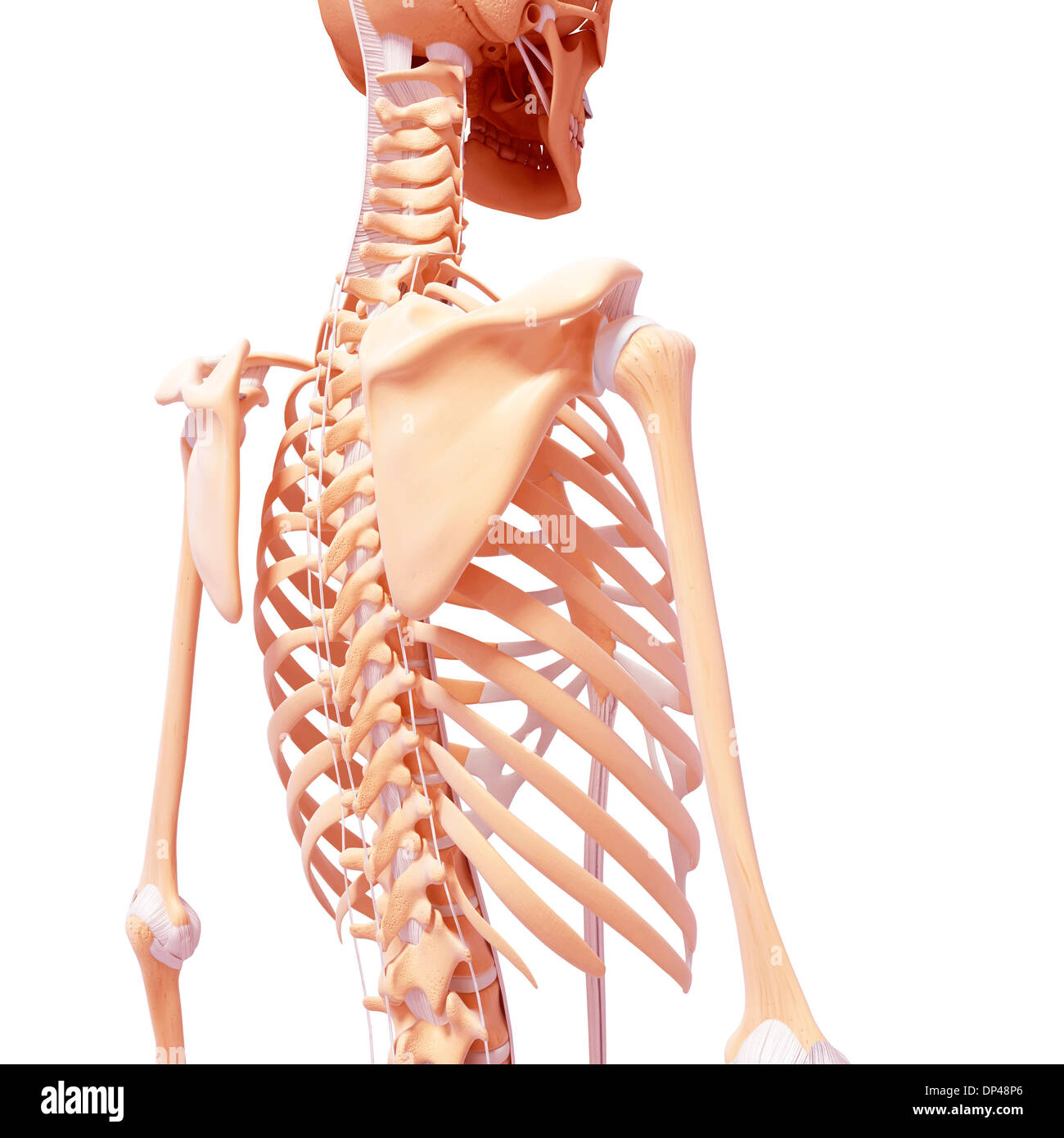 Human skeleton, artwork Stock Photo - Alamy