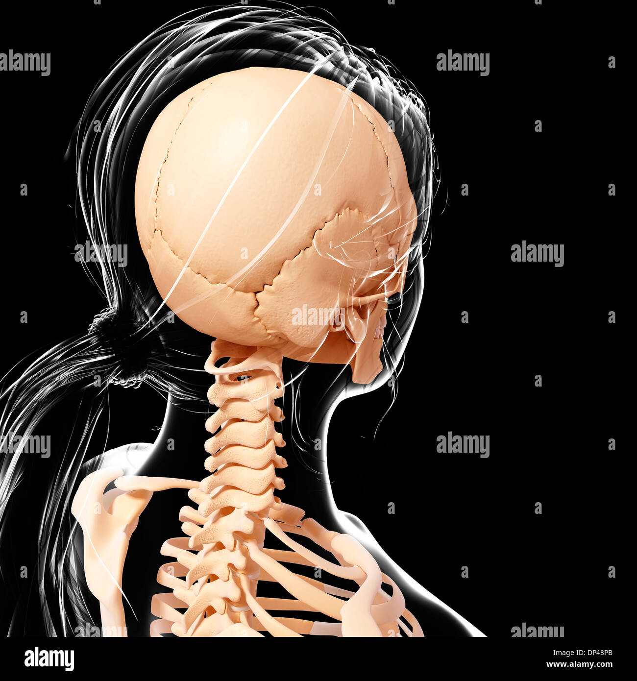 Female skeleton, artwork Stock Photo - Alamy