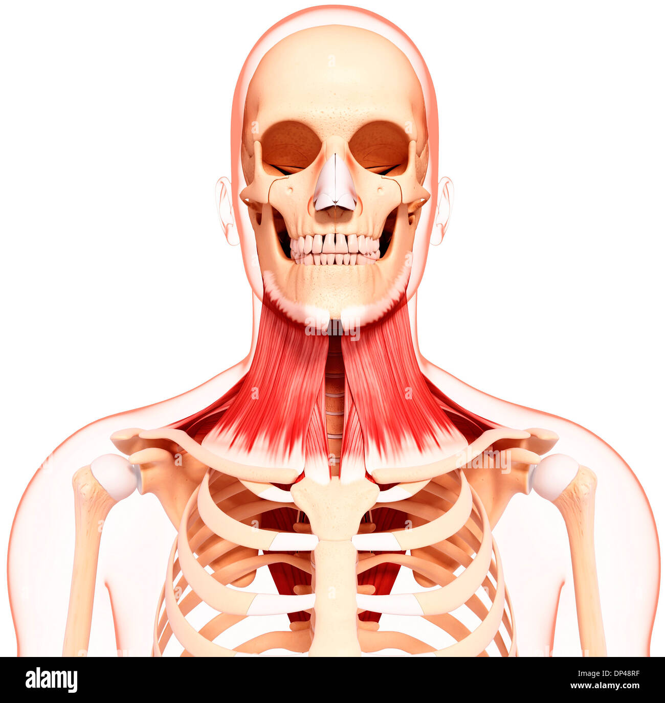 Human neck musculature, artwork Stock Photo - Alamy