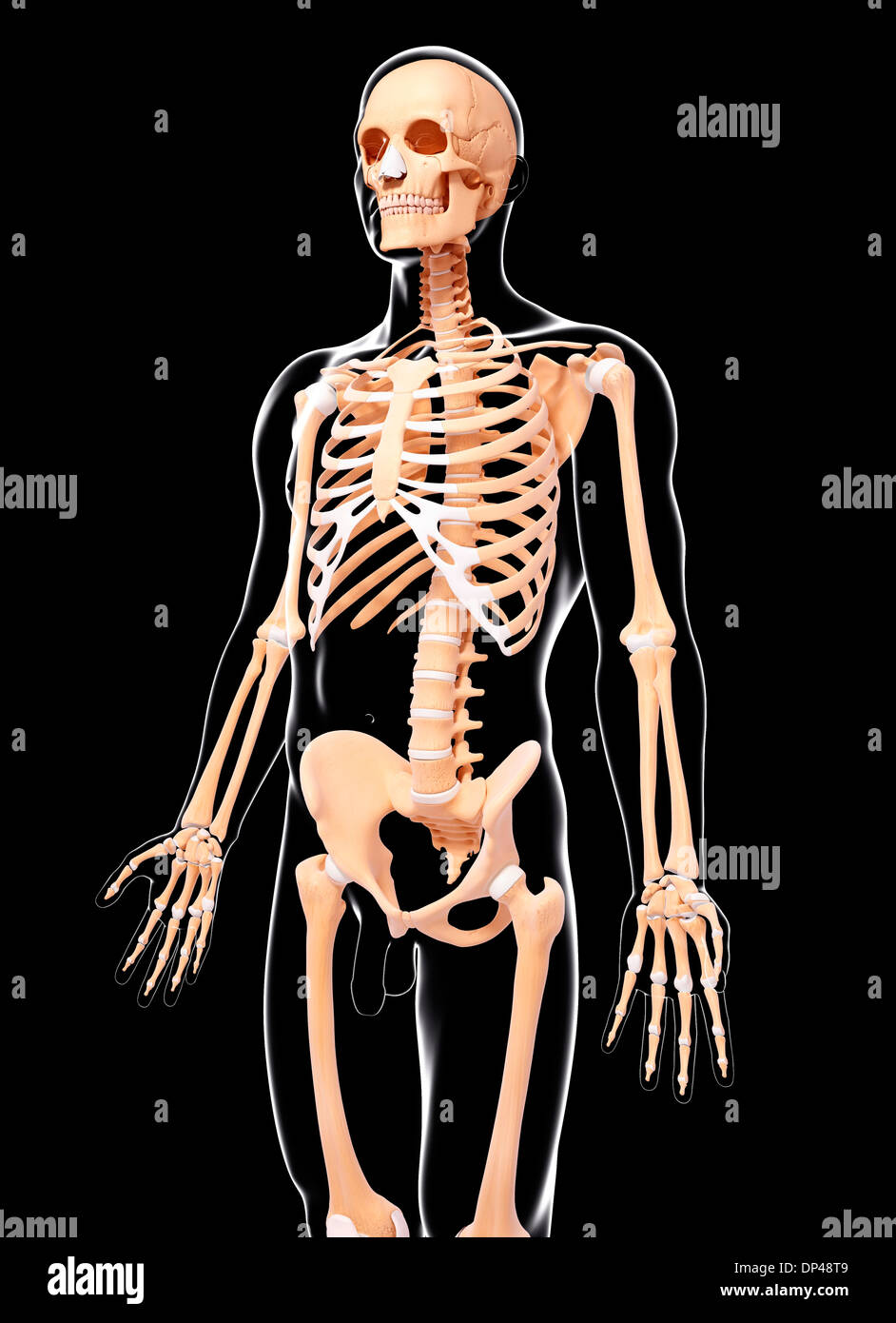 Three quarter view male pelvis hip hi-res stock photography and images ...
