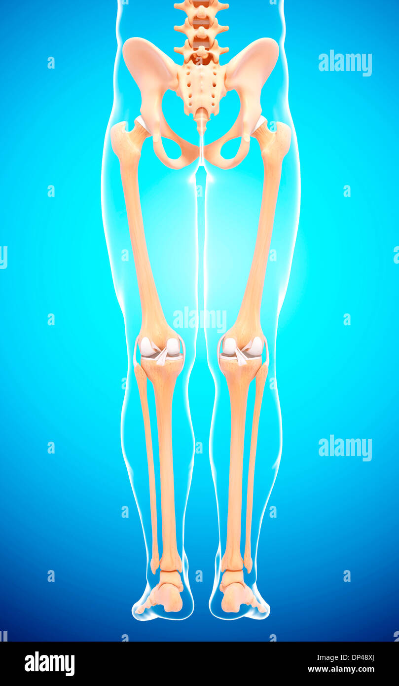 Human leg bones, artwork Stock Photo - Alamy