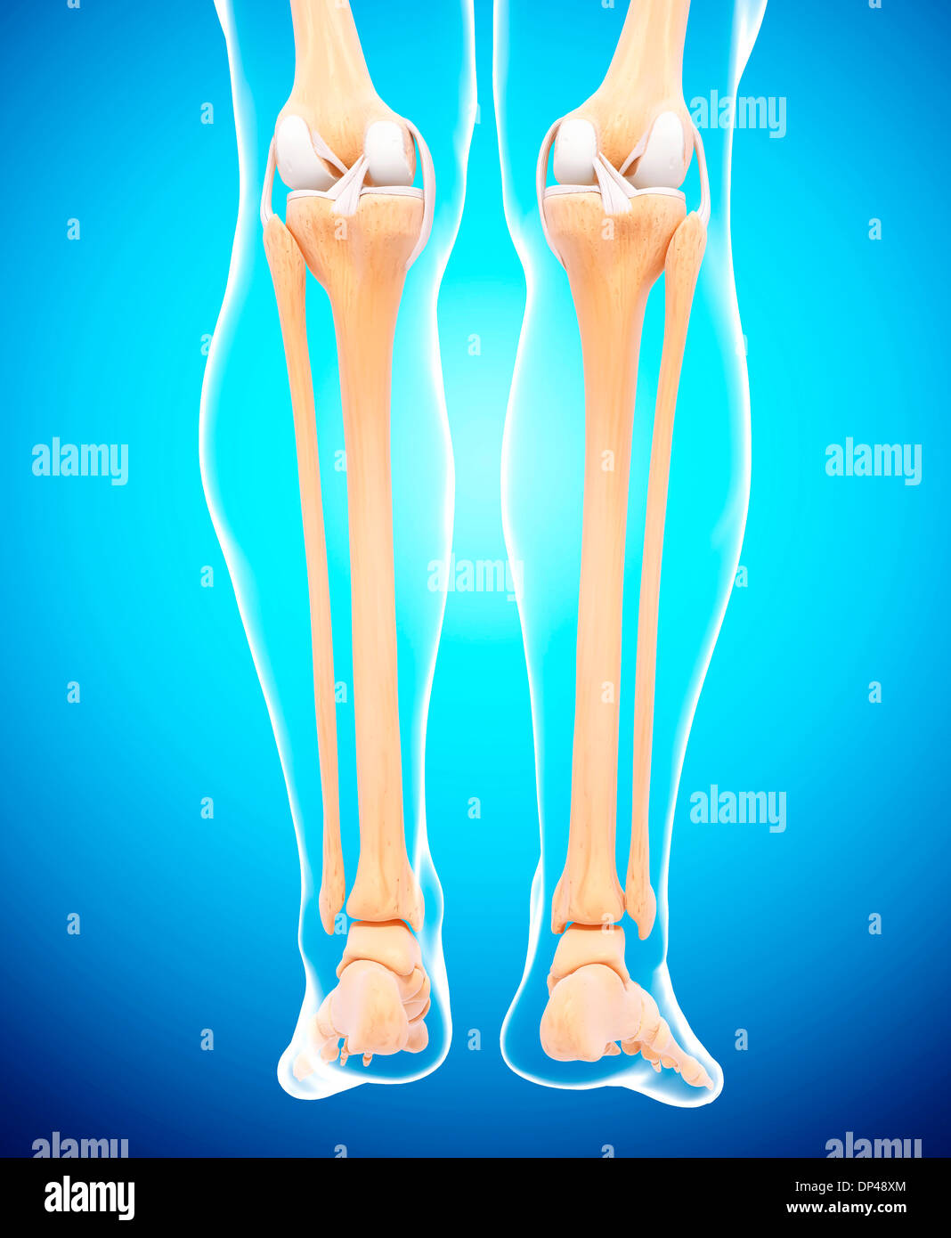 Human leg bones, artwork Stock Photo - Alamy