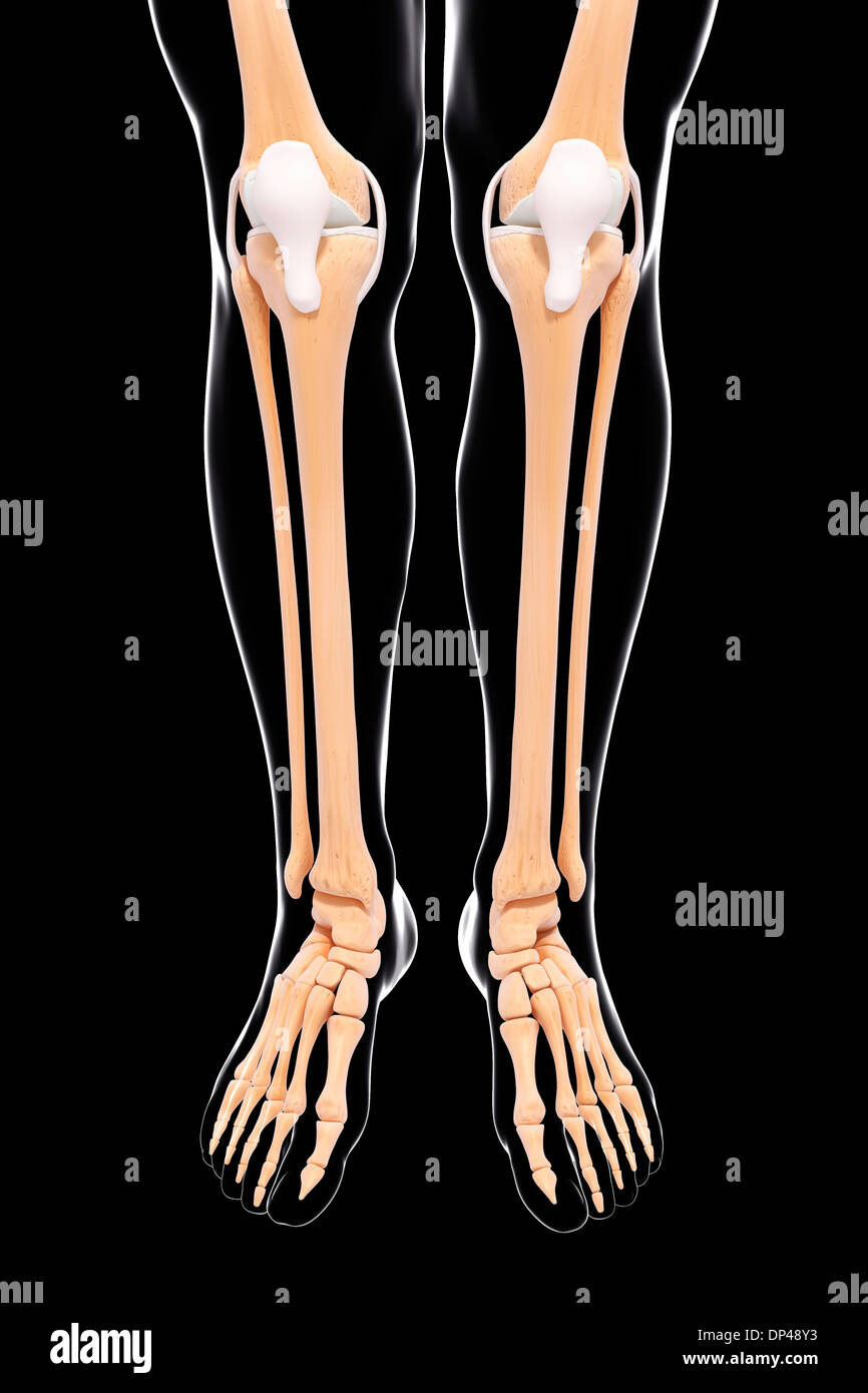Human leg bones, artwork Stock Photo - Alamy