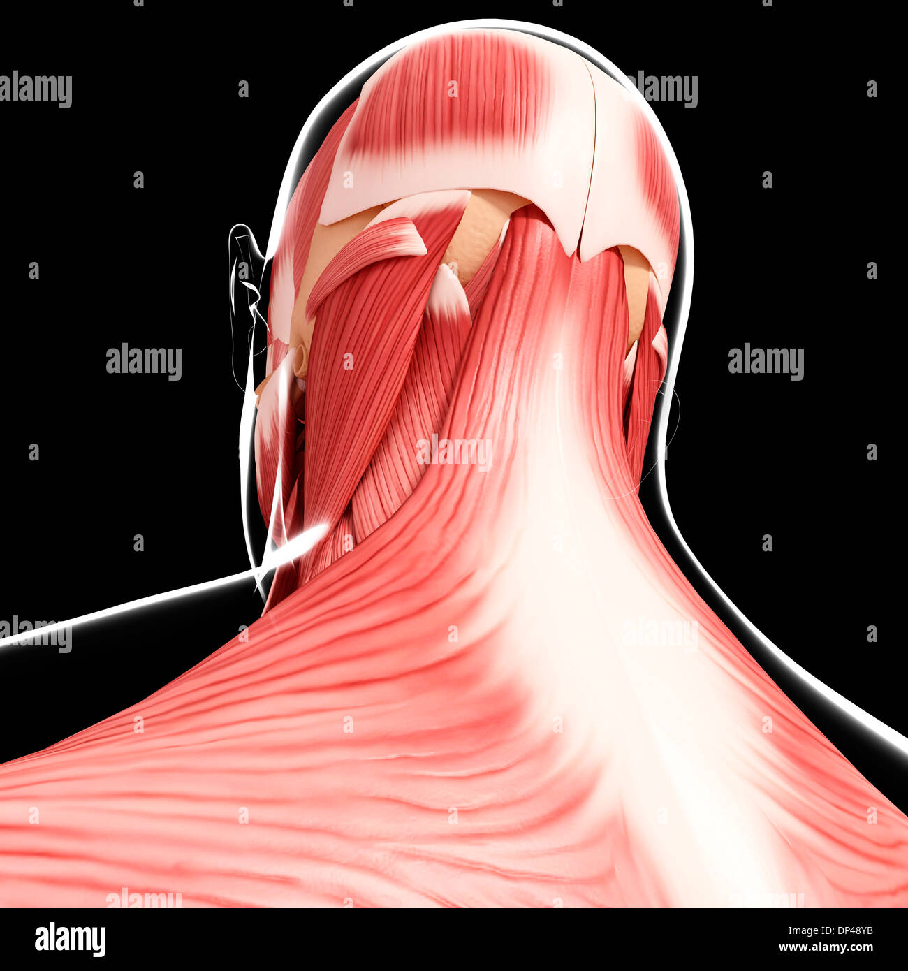 Occipitalis muscle hi-res stock photography and images - Alamy