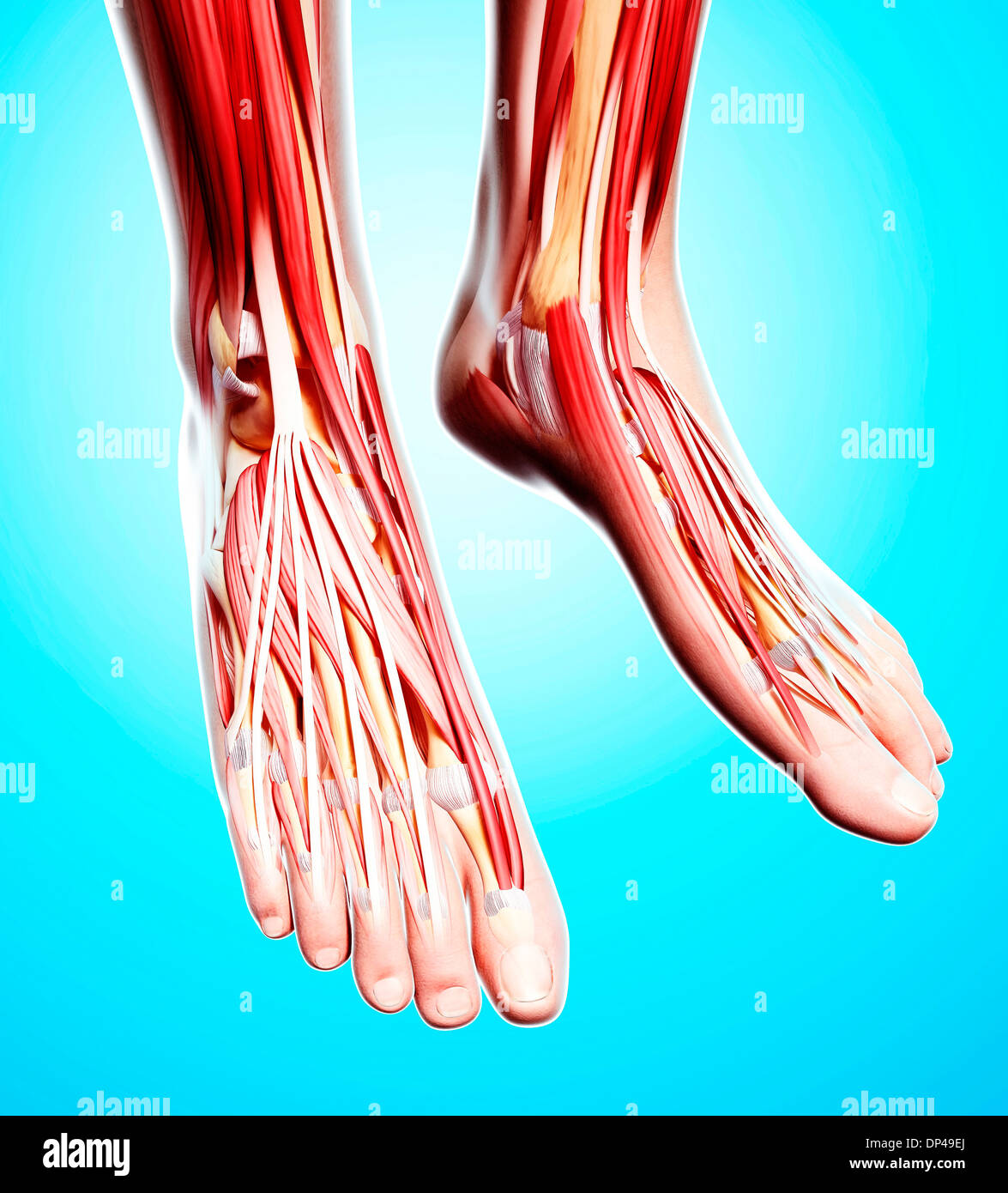 Human foot musculature, artwork Stock Photo - Alamy
