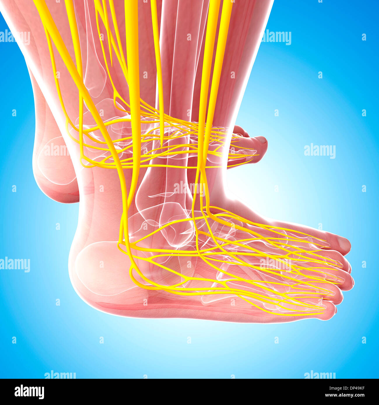 Human foot nervous system, artwork Stock Photo - Alamy
