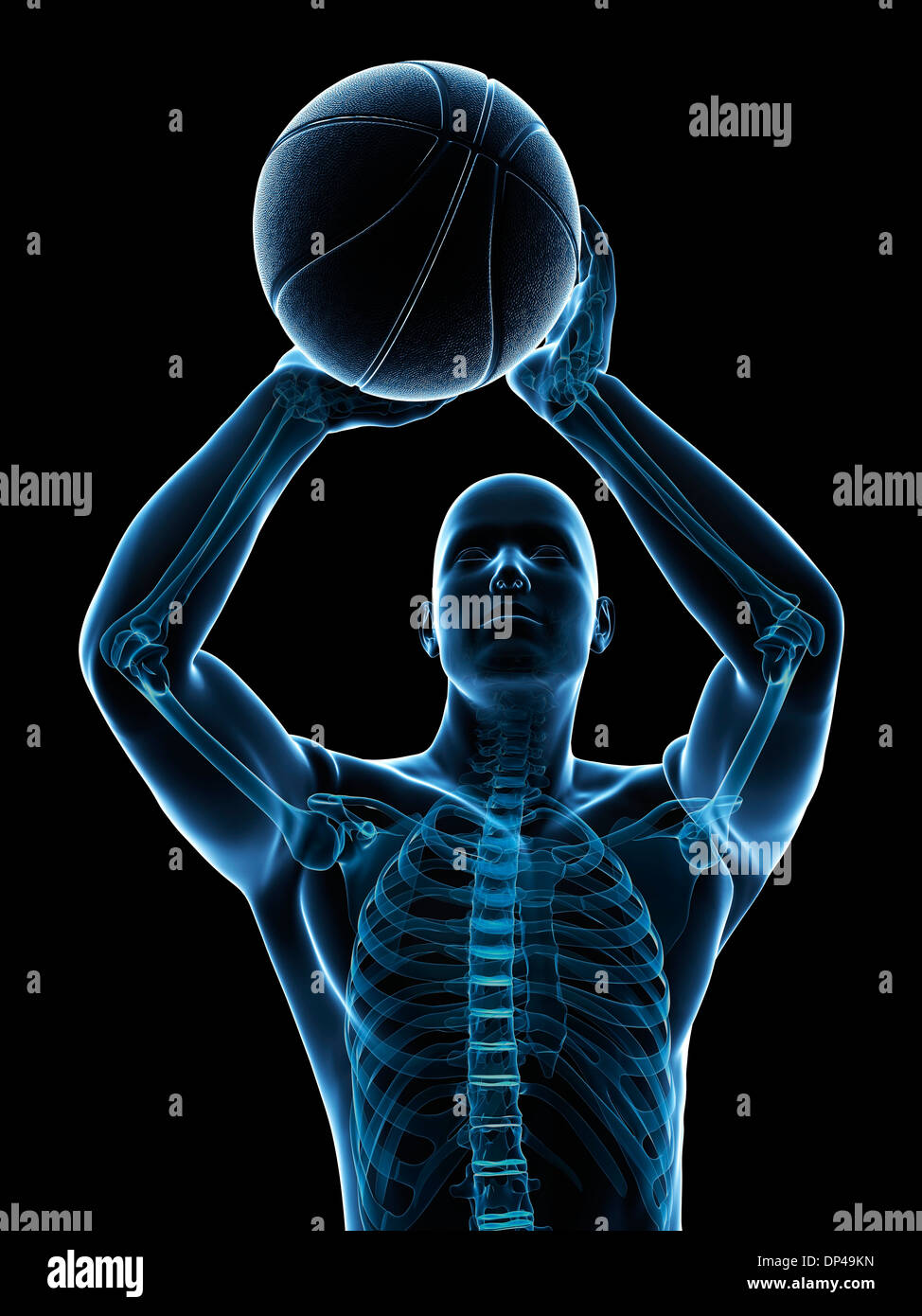 Healthy skeleton hi-res stock photography and images - Alamy