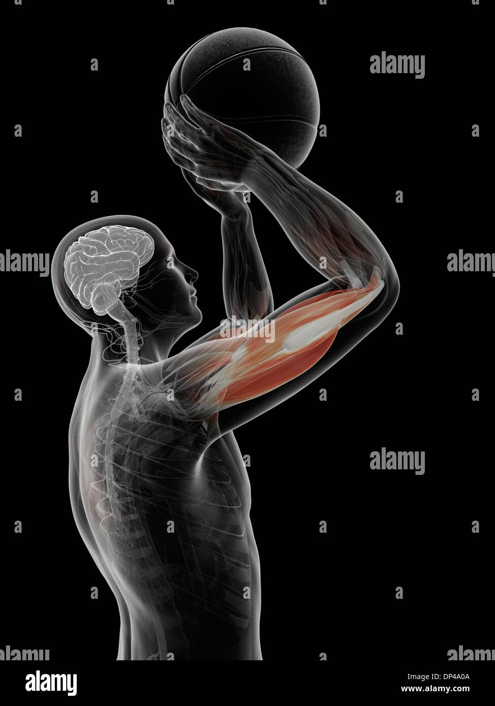 Side view internal anatomy hi-res stock photography and images - Alamy