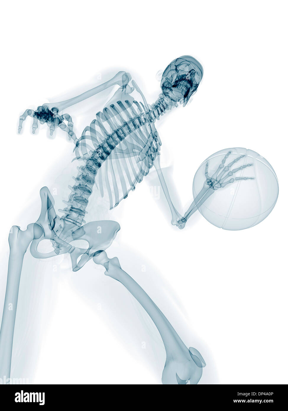 Human skeleton playing basketball hi-res stock photography and images ...